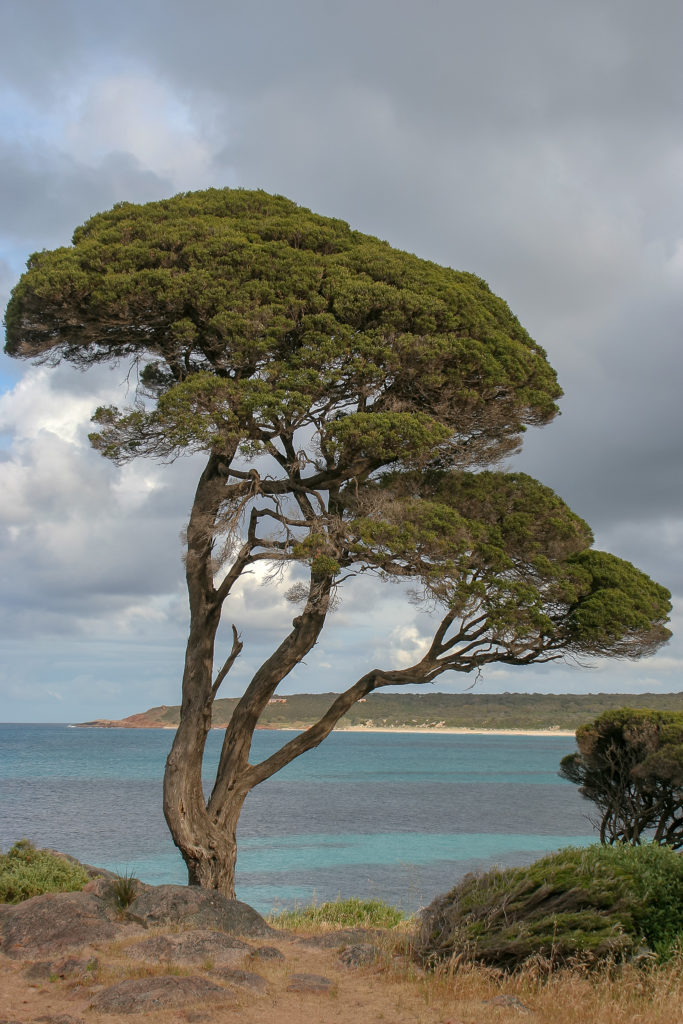 Rottnest tea-tree (Melaleuca lanceolata) – Honkey Nuts