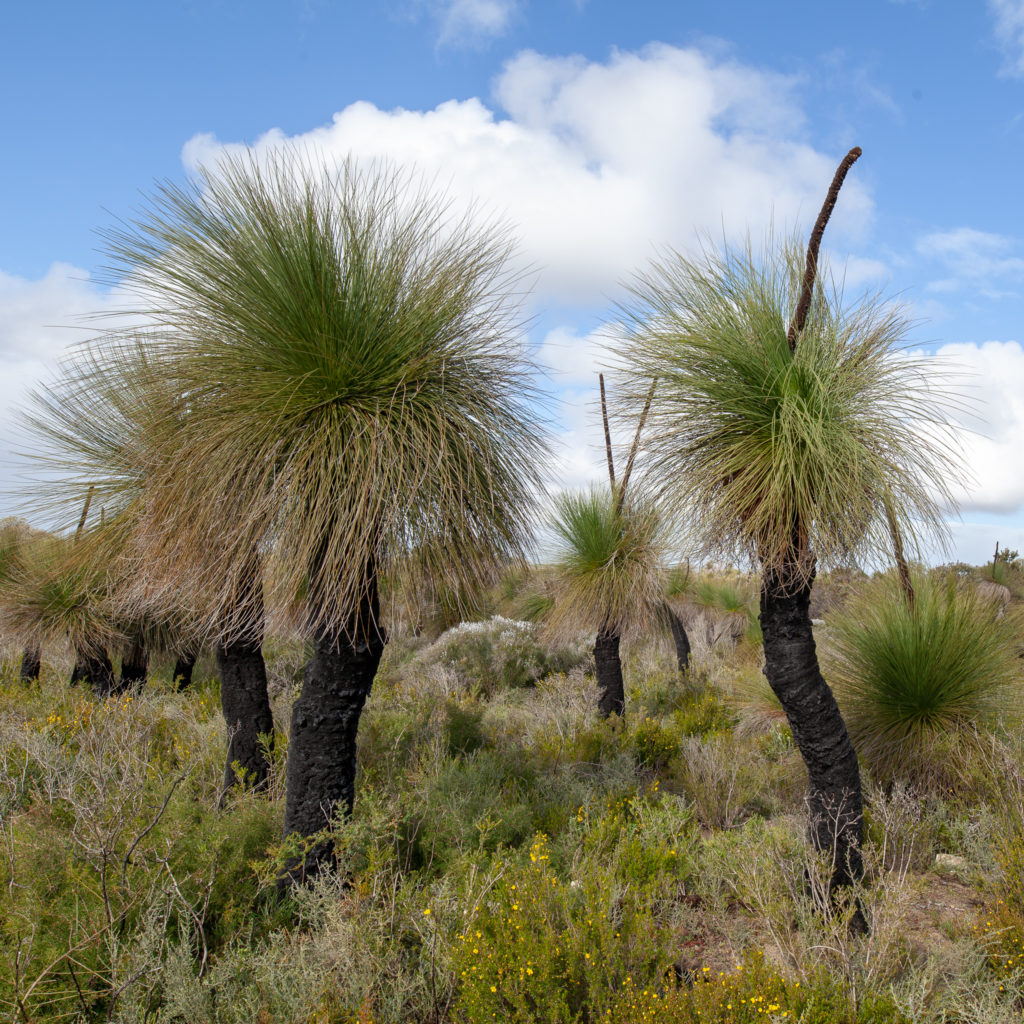 Xanthorrhoea preissii BALGA – Honkey Nuts