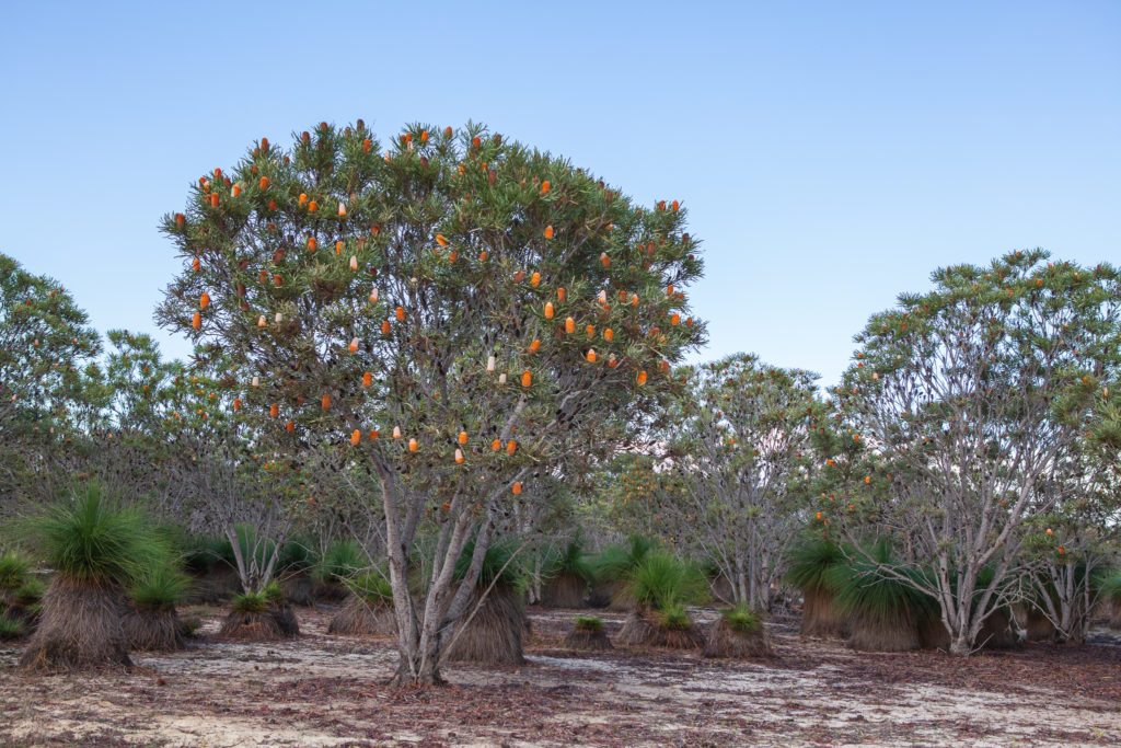 Honkey Nuts – Native Trees From Around Perth
