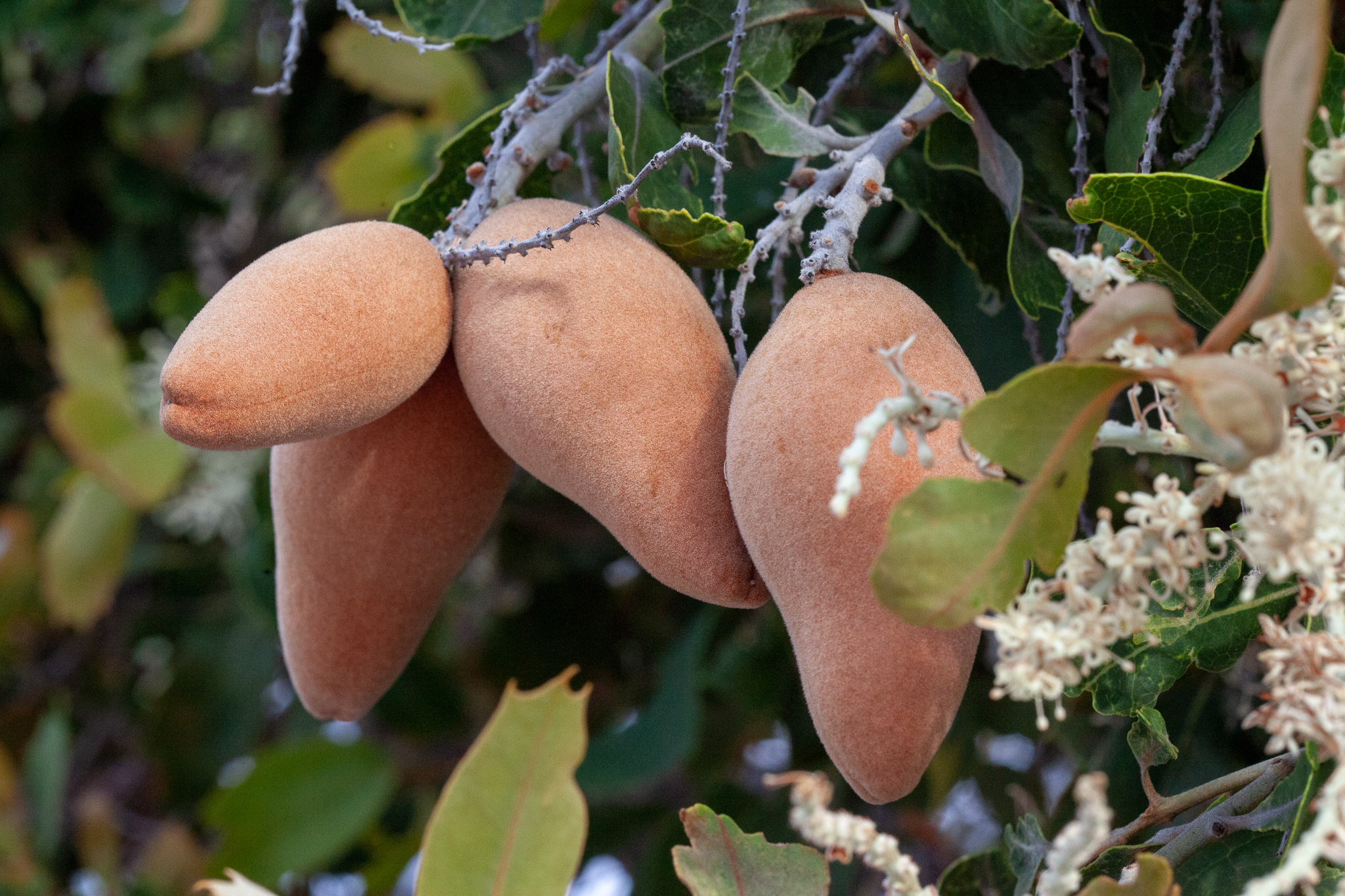 Woody pear (Xylomelum occidentale) – Honkey Nuts