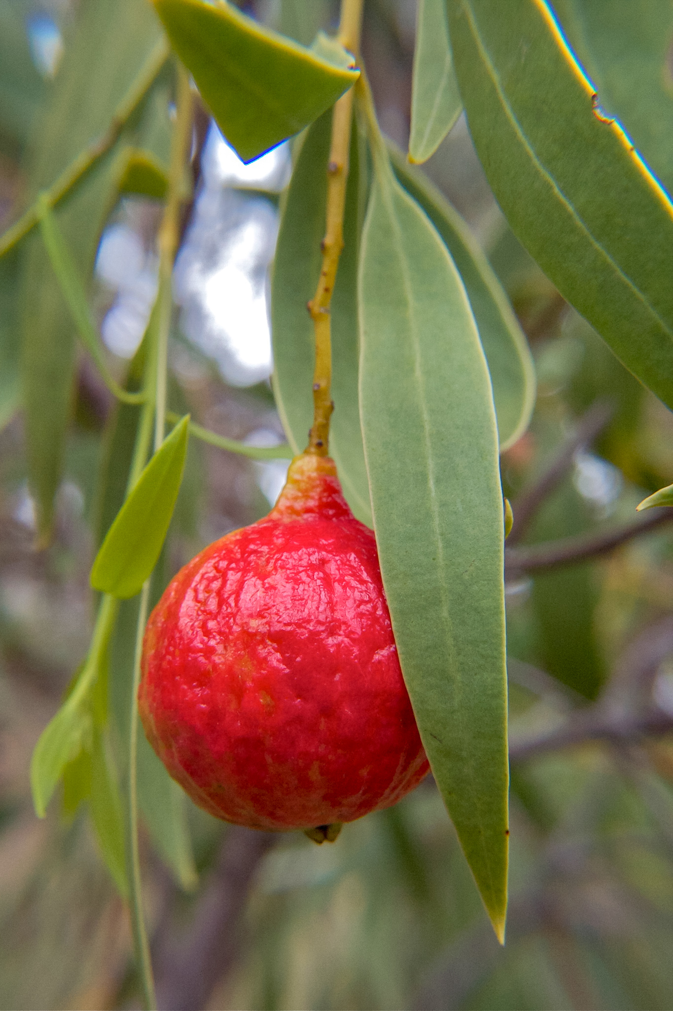 Santalum acuminatum QUANDONG – Honkey Nuts