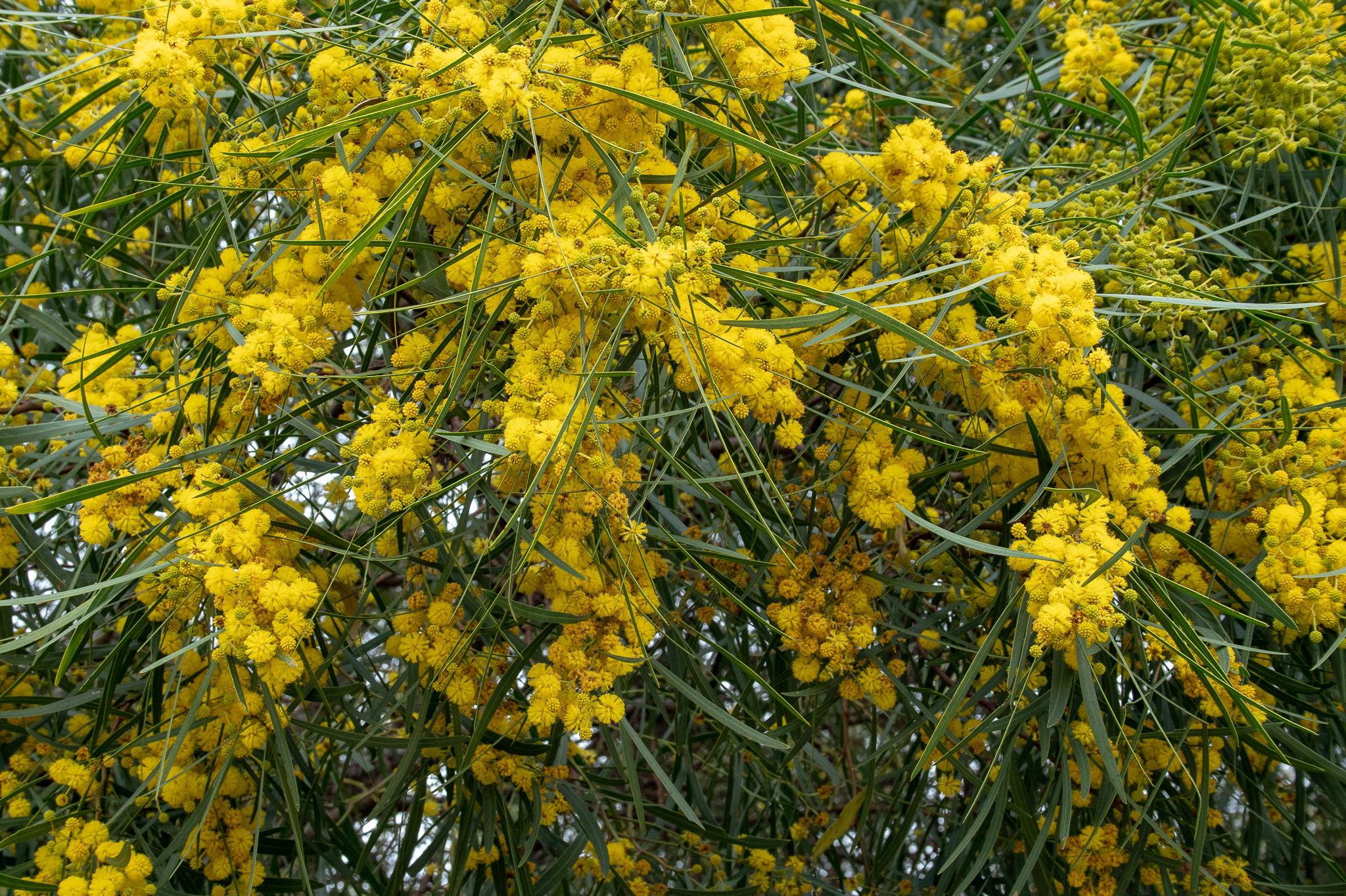 Acacia saligna GOLDEN-WREATH WATTLE – Honkey Nuts