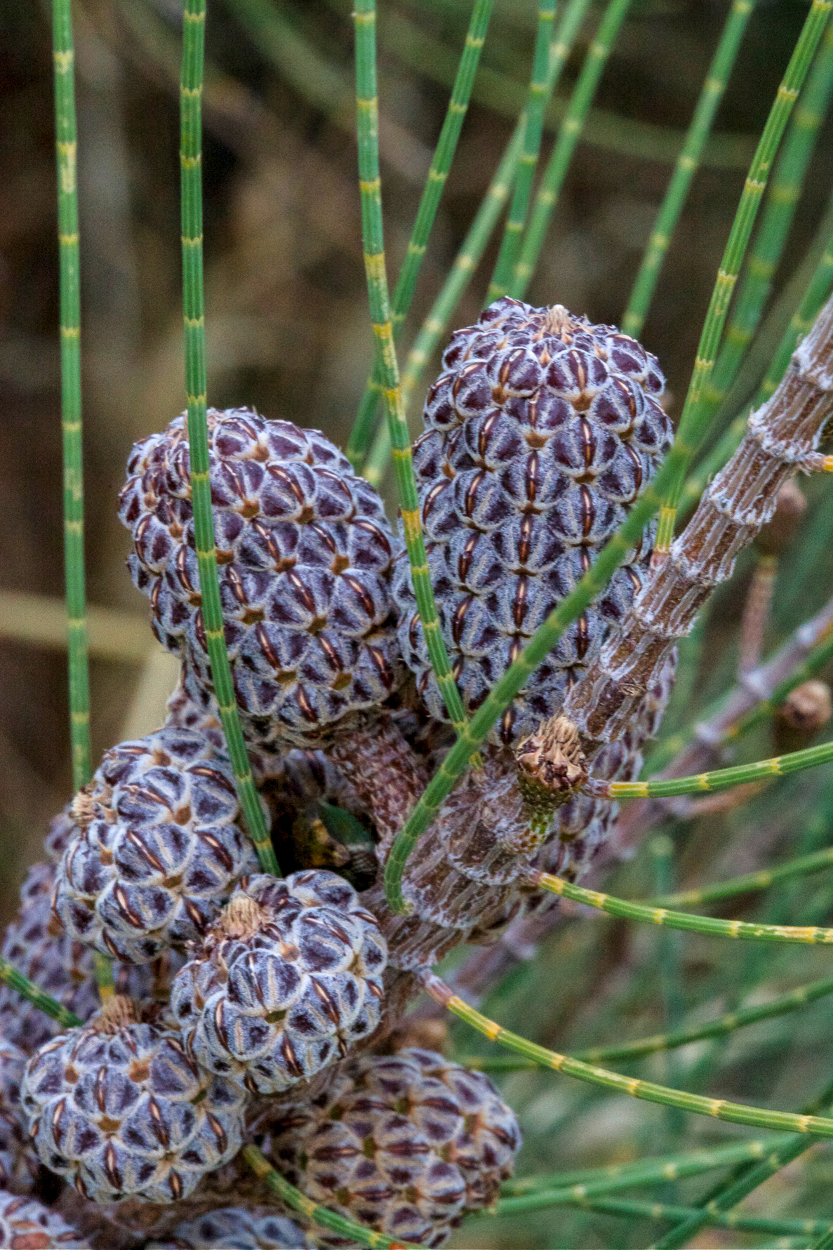 Dune Sheoak (Allocasuarina lehmanniana) – Honkey Nuts