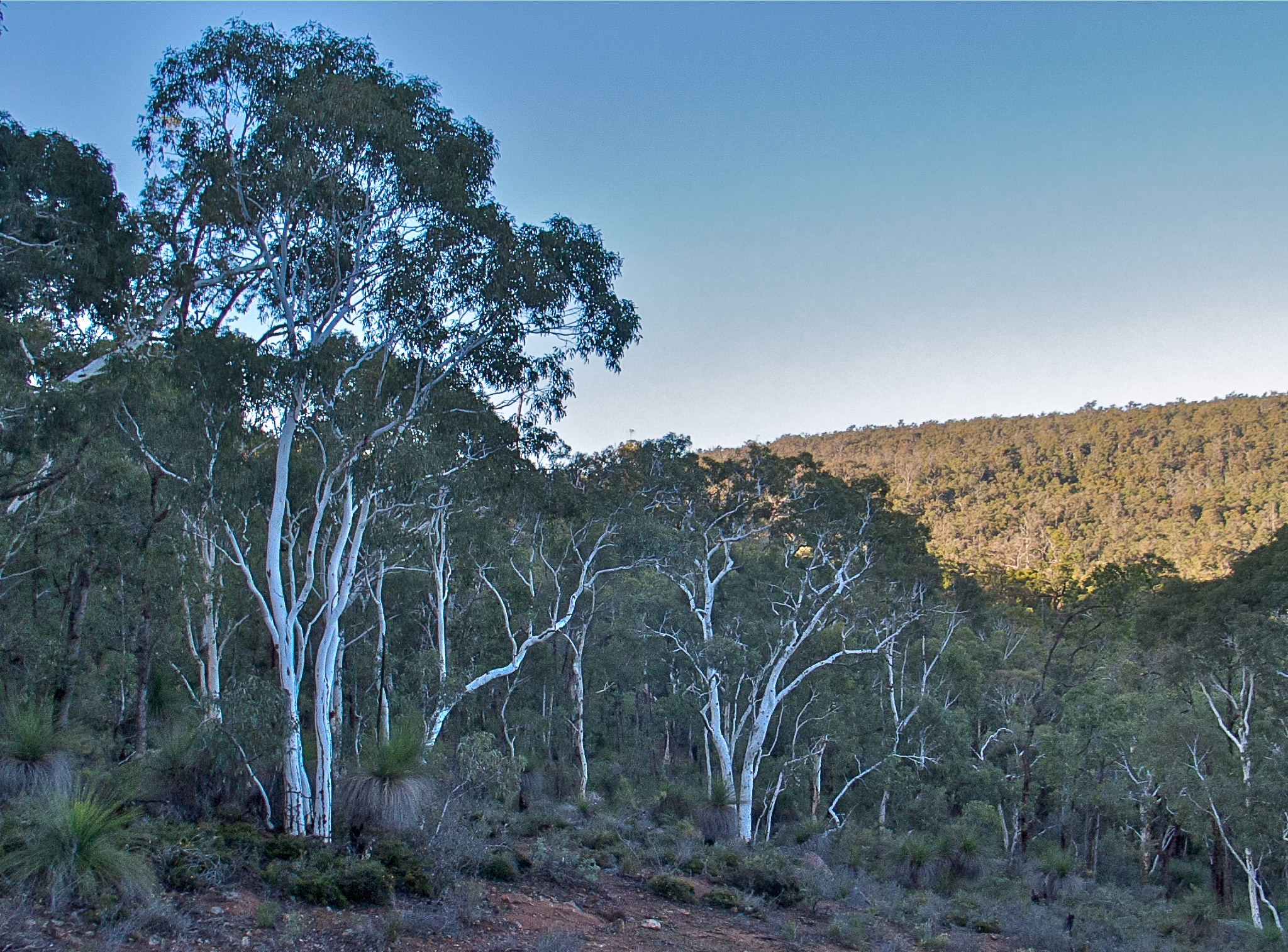 Darling Range Ghost Gum, butter gum (Eucalyptus laeliae) – Honkey Nuts