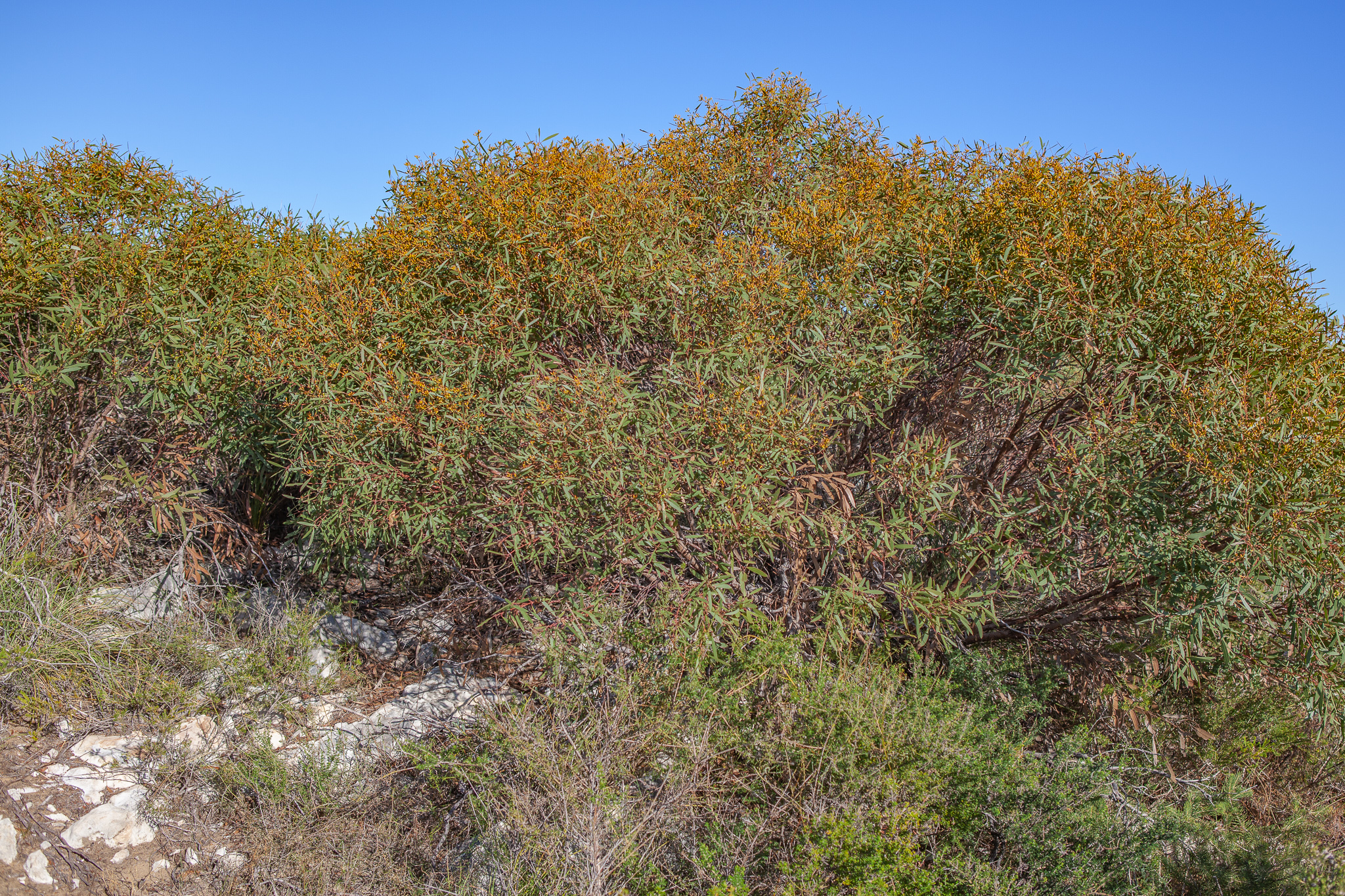 Eucalyptus foecunda FREMANTLE MALLEE – Honkey Nuts