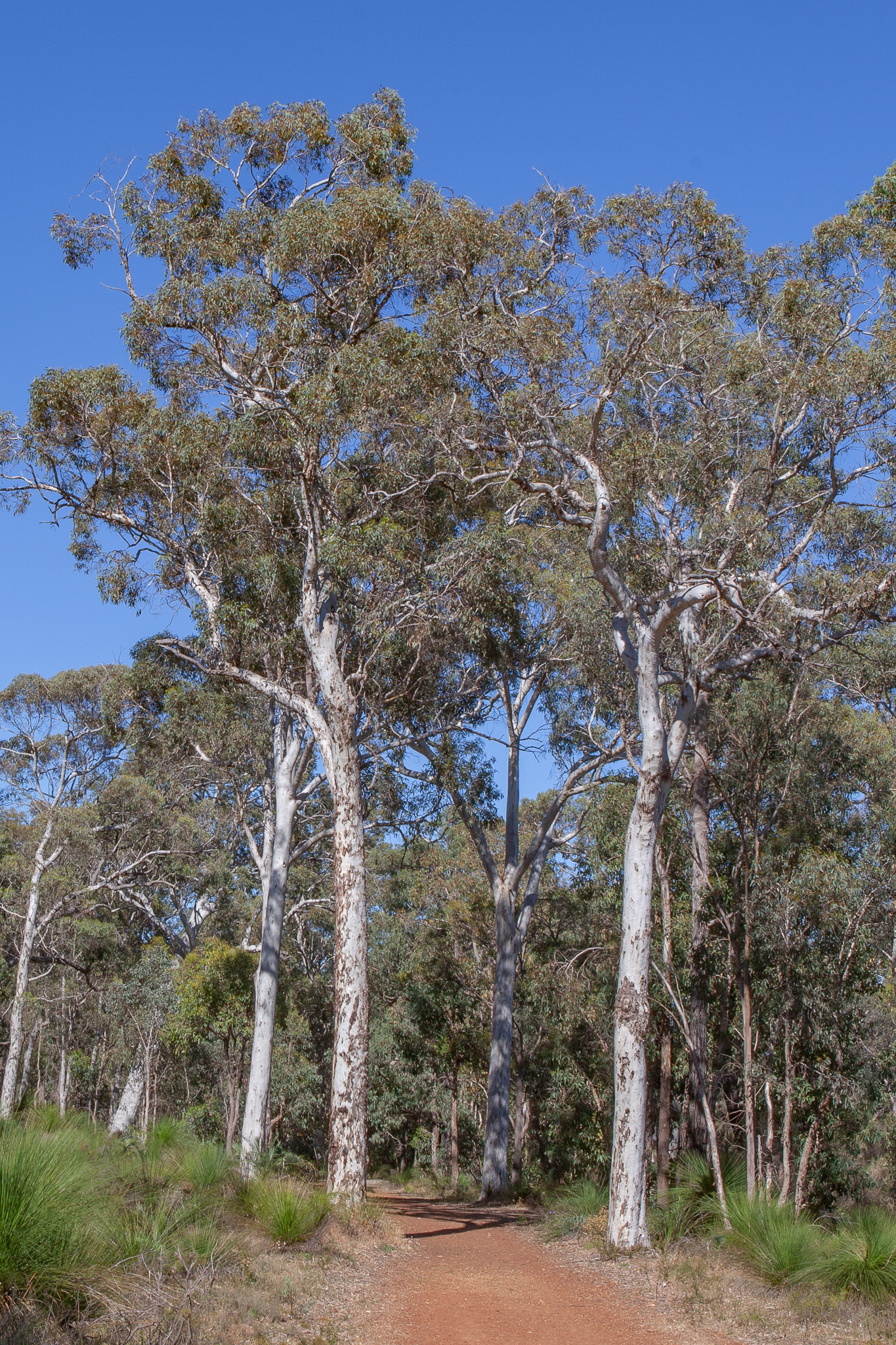 Wandoo, white gum (Eucalyptus wandoo) – Honkey Nuts