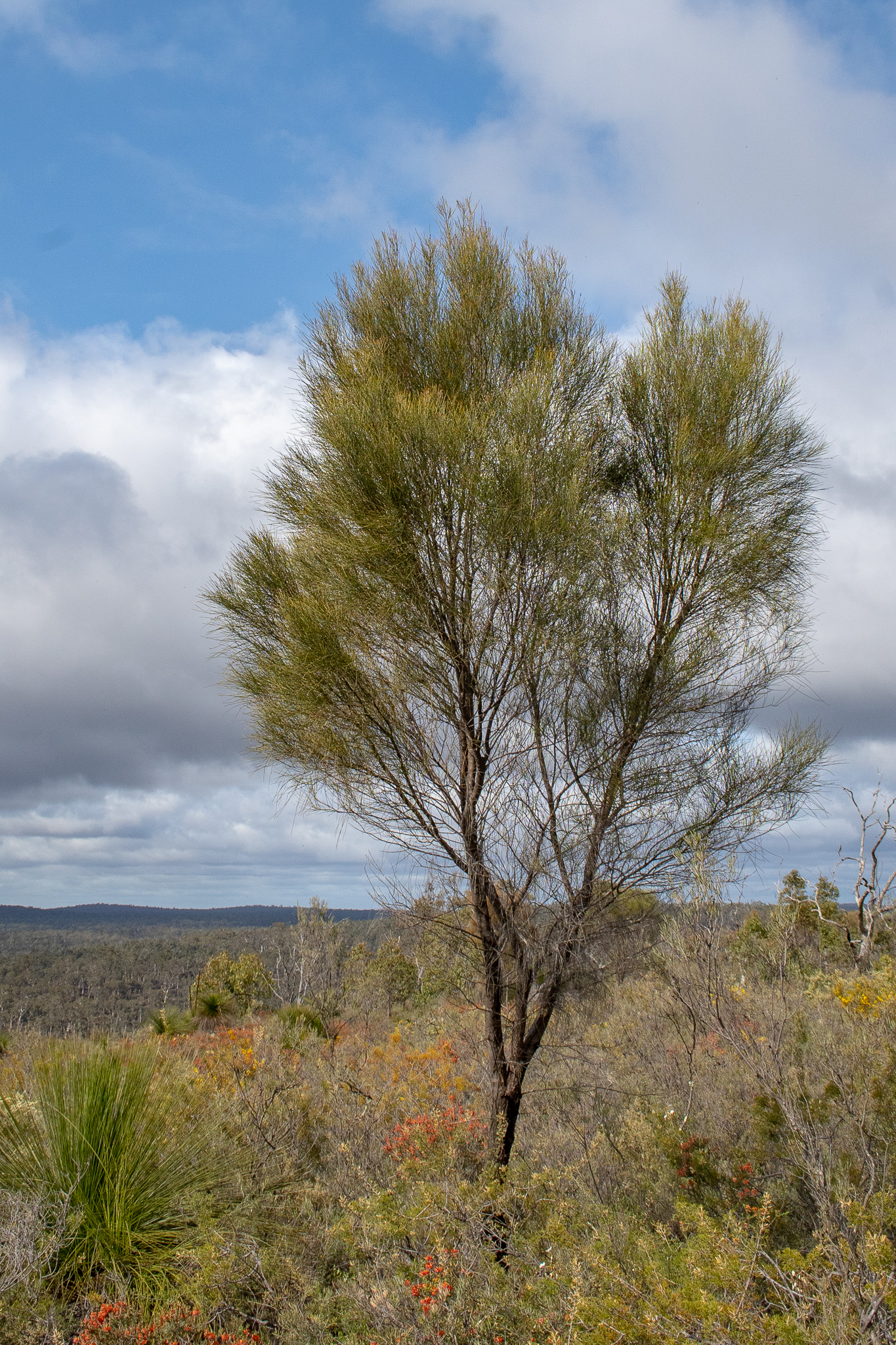 Allocasuarina – Honkey Nuts