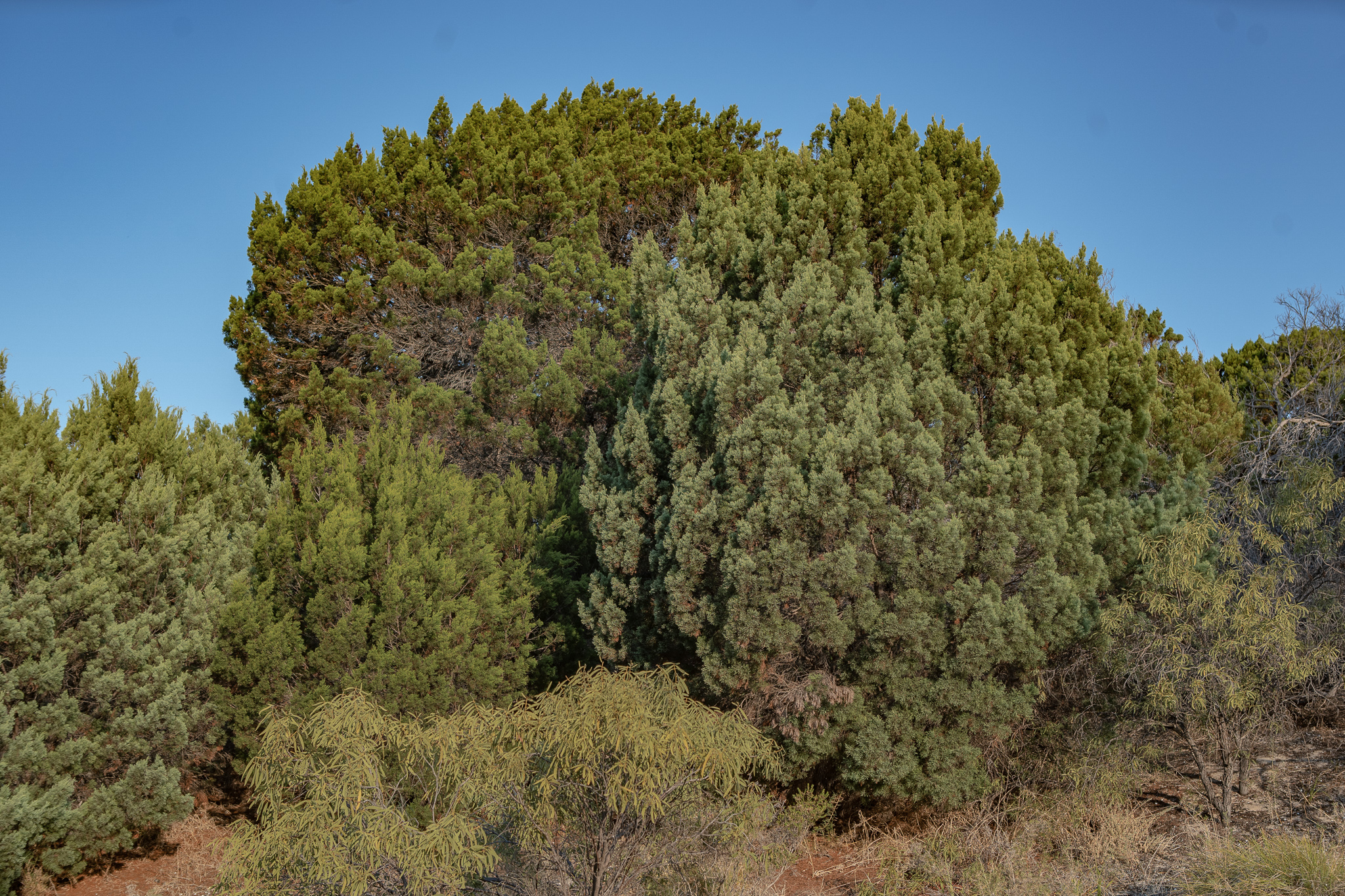 Rottnest Cypress (Callitris preissii) – Honkey Nuts