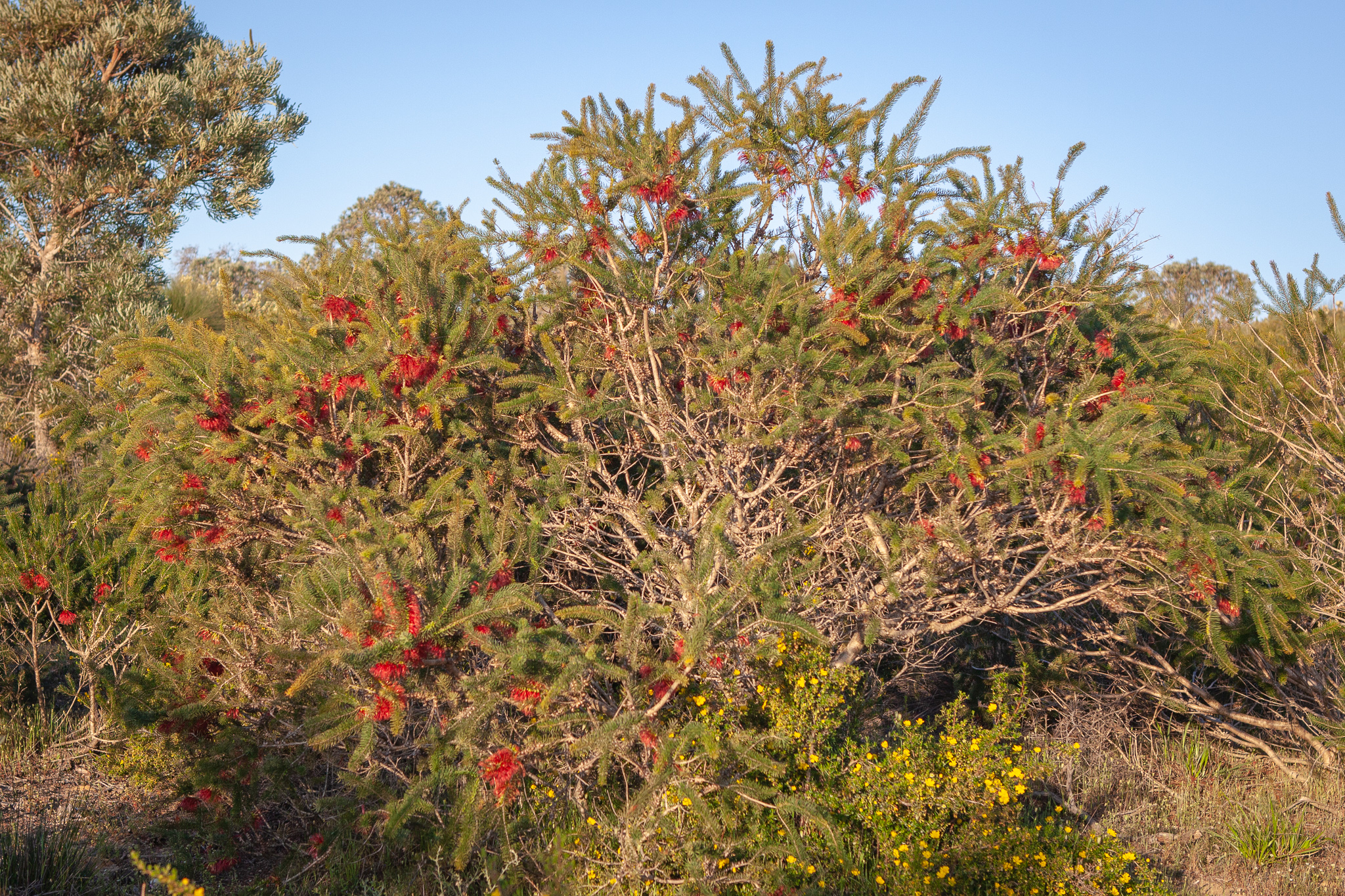 Tree Gallery – Honkey Nuts