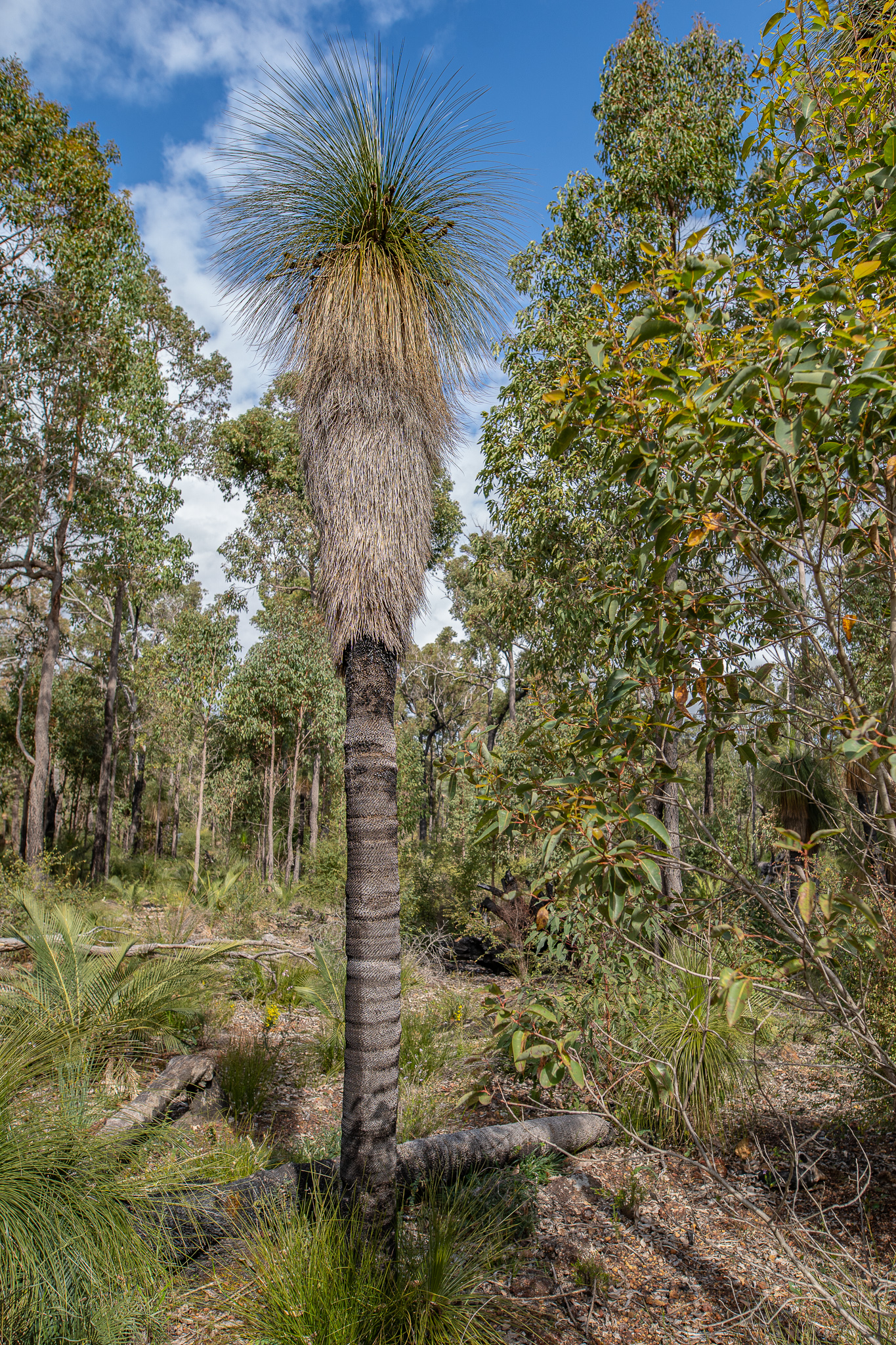 Kingia australis KINGIA – Honkey Nuts