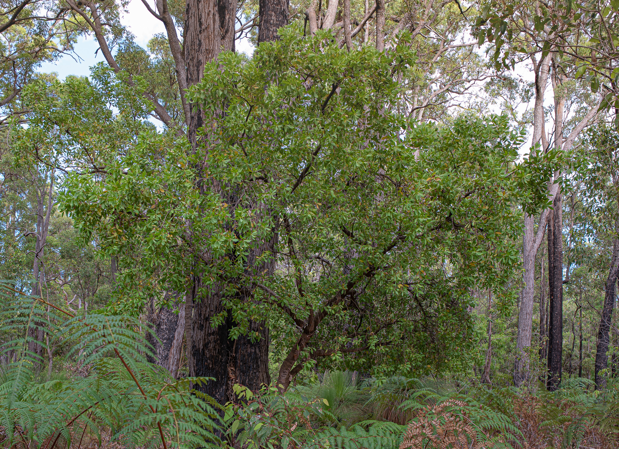 Spreading Snottygobble (Persoonia elliptica) – Honkey Nuts