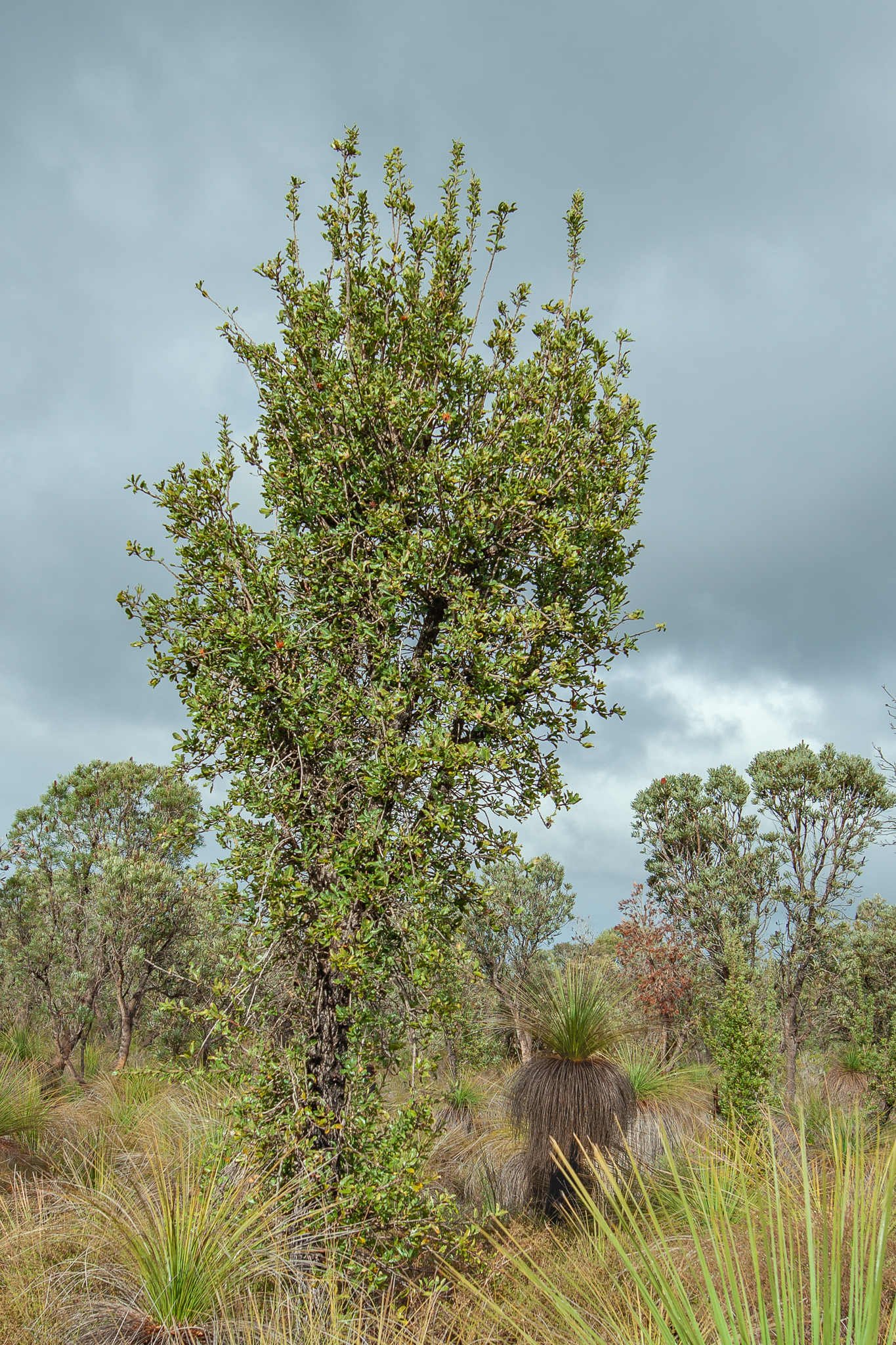 Banksia ilicifolia HOLLY-LEAF BANKSIA – Honkey Nuts