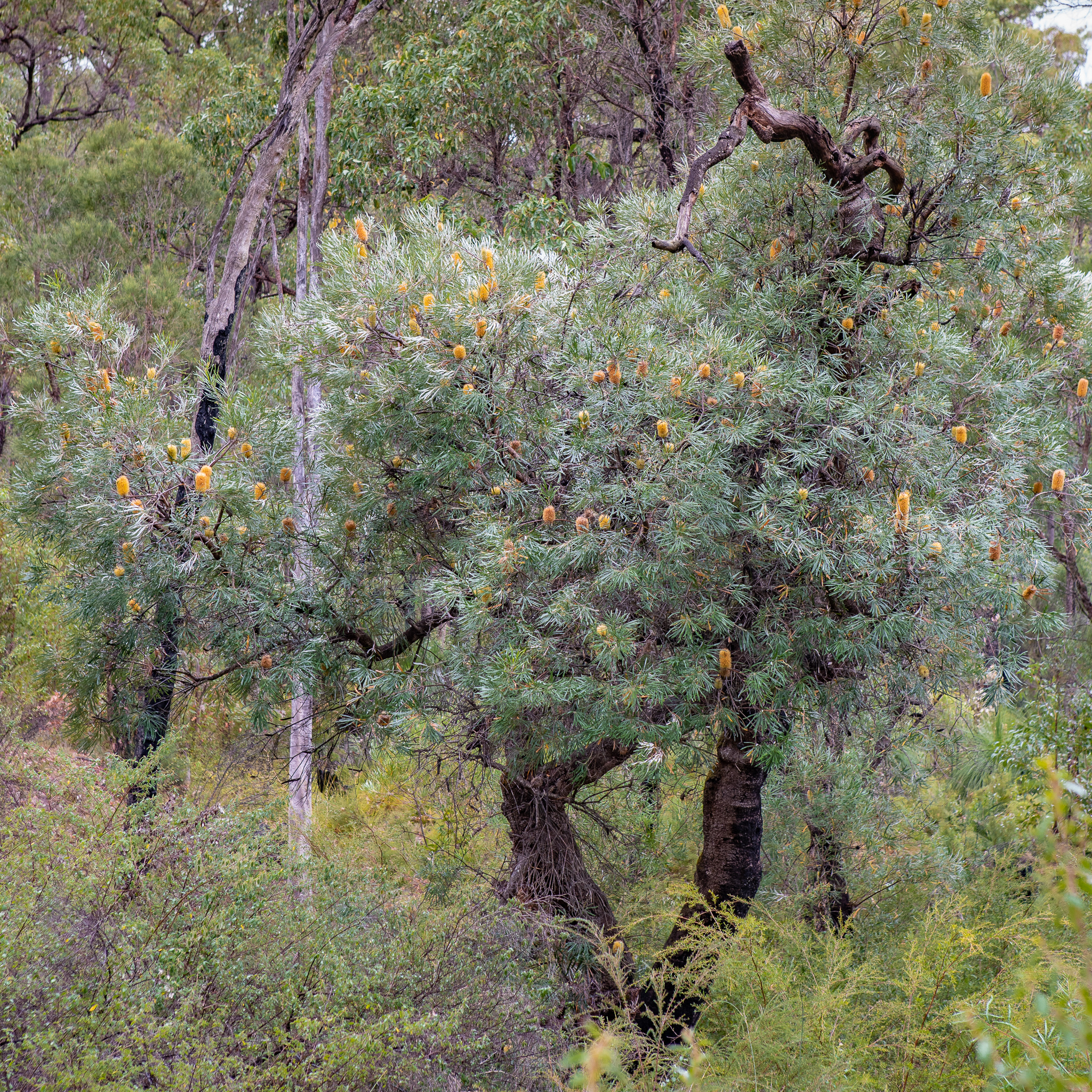 Banksia littoralis SWAMP BANKSIA – Honkey Nuts
