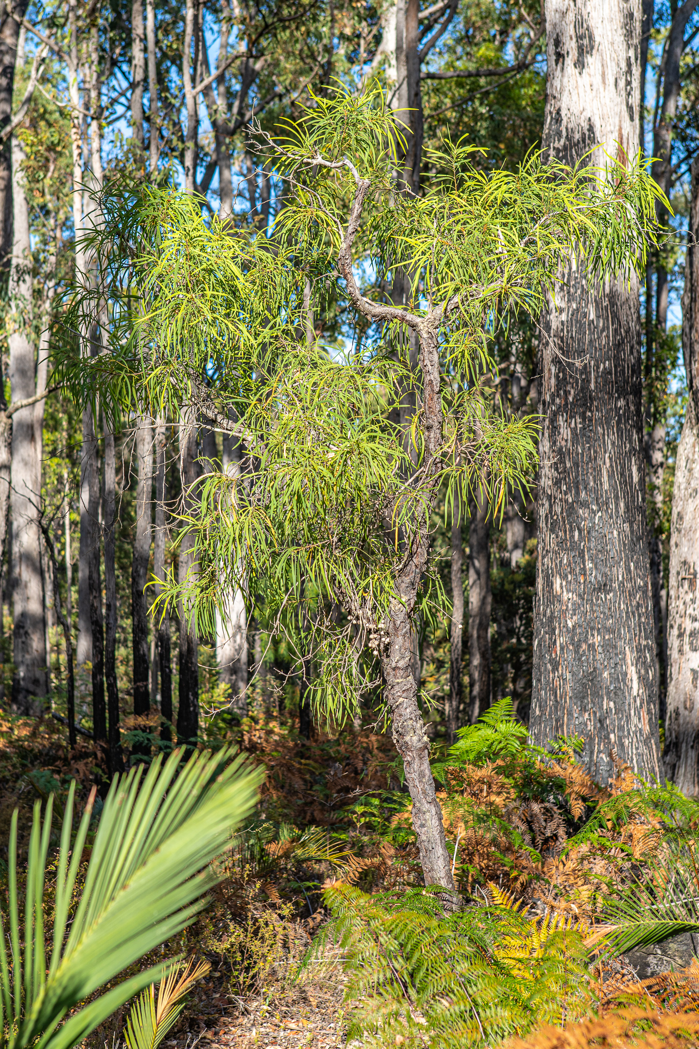 Snottygobble – Honkey Nuts