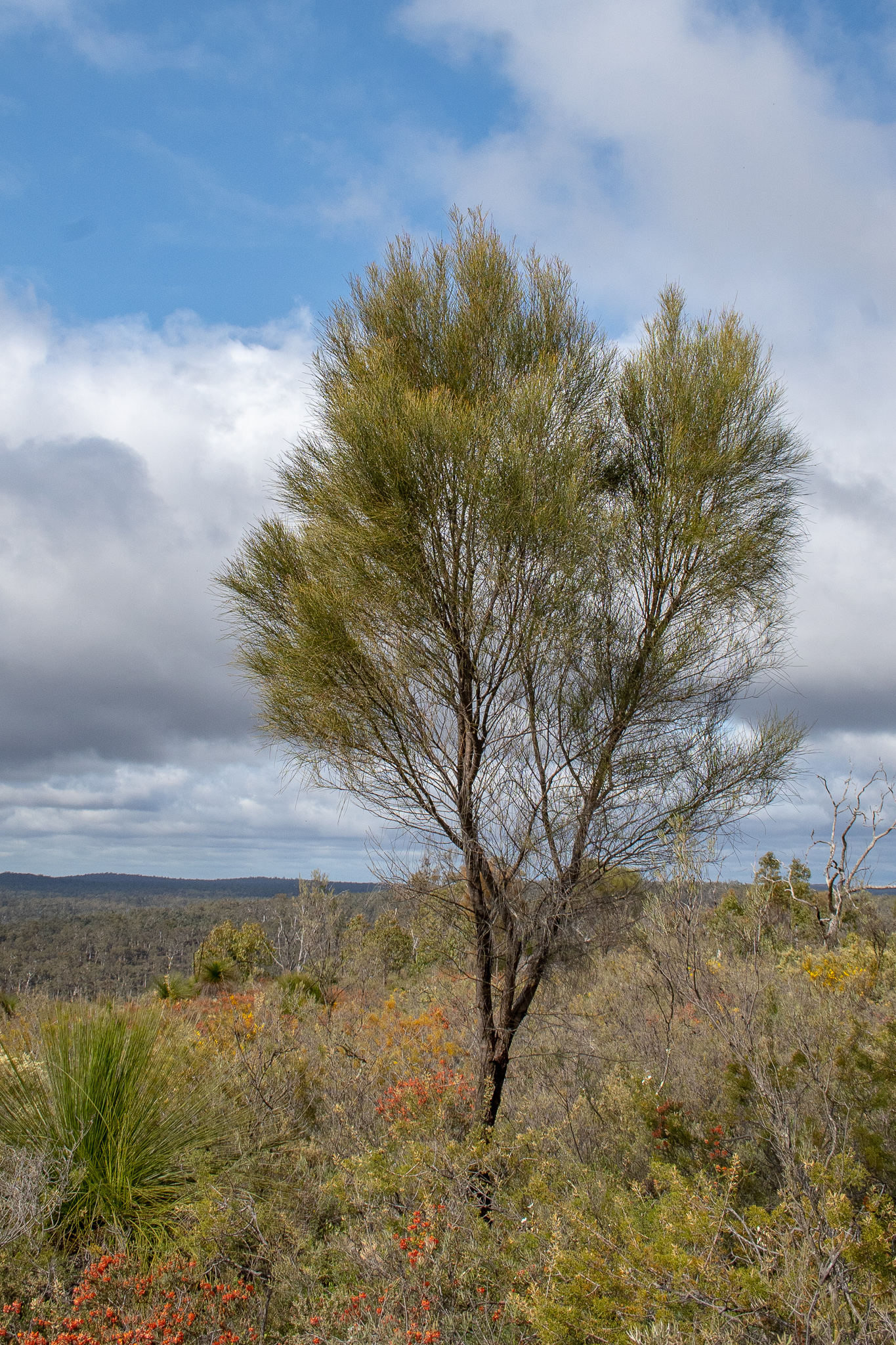 Rock sheoak, Sighing sheoak (Allocasuarina huegeliana) – Honkey Nuts
