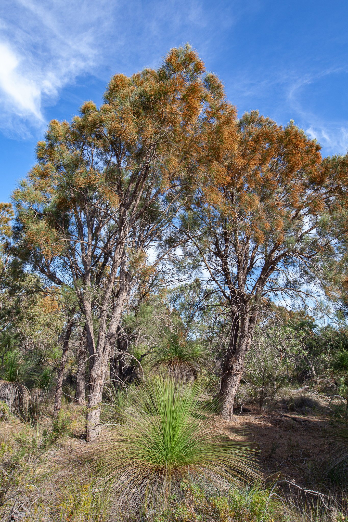 Common Sheoak (Allocasuarina fraseriana) – Honkey Nuts