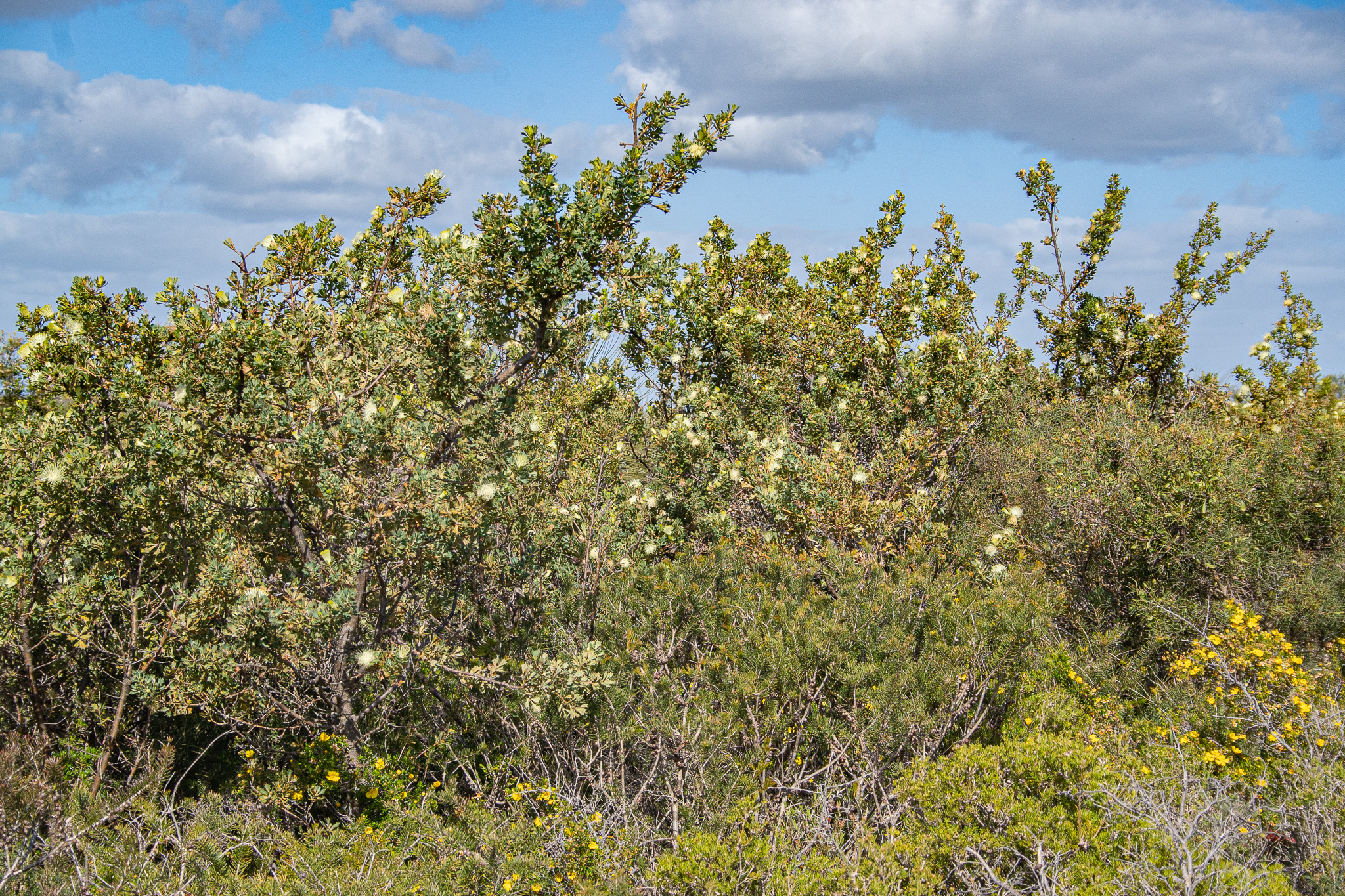 Banksia sessilis PARROTBUSH – Honkey Nuts