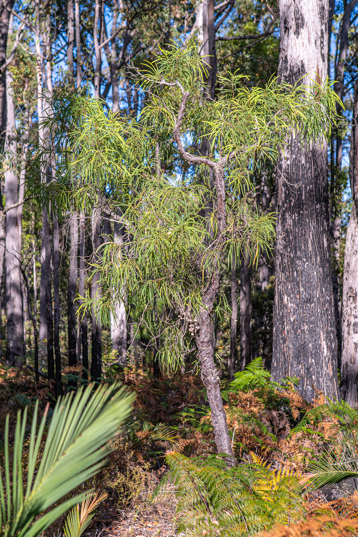 Persoonia longifolia UPRIGHT SNOTTYGOBBLE – Honkey Nuts