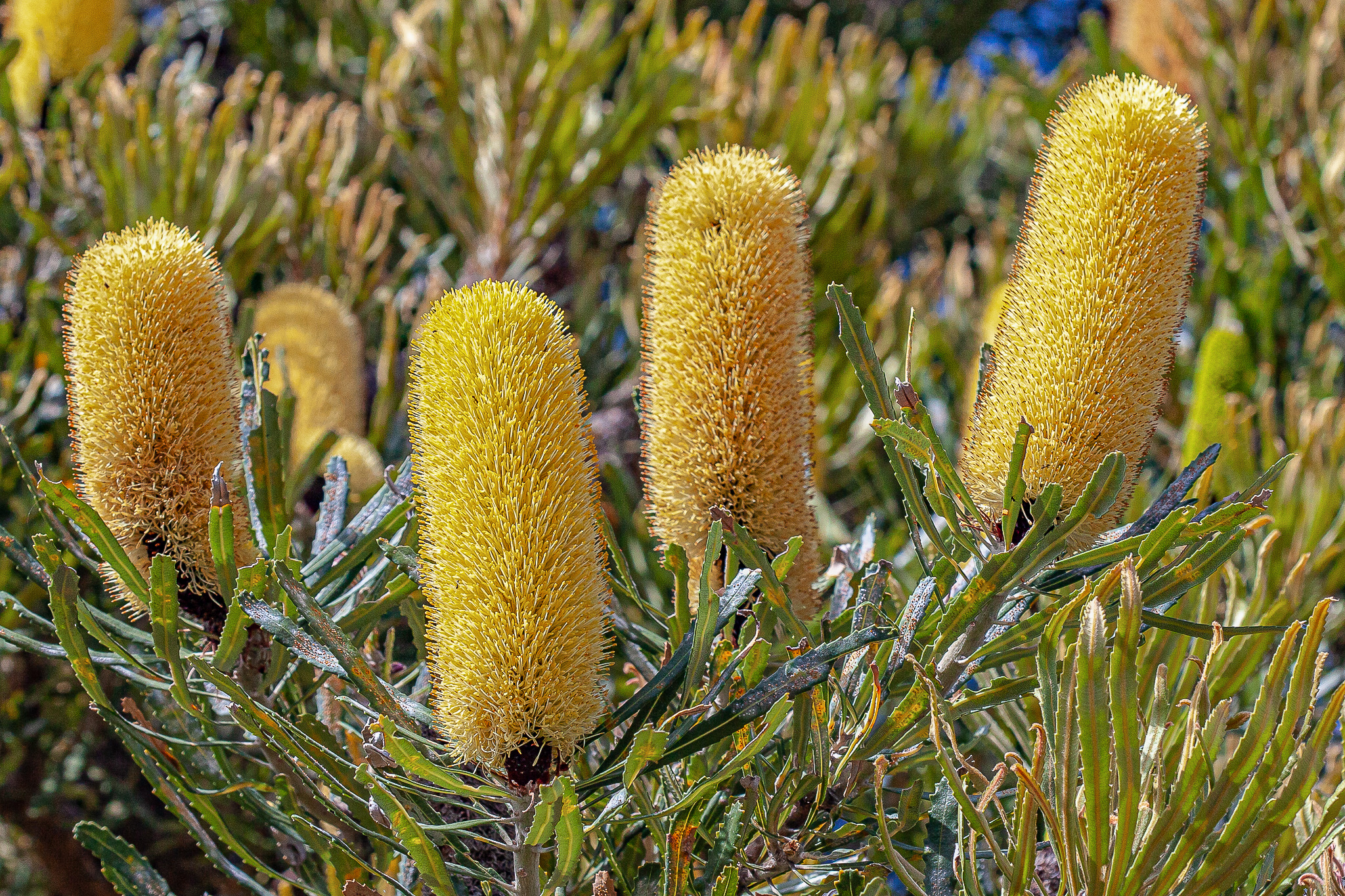 Banksia attenuata CANDLE BANKSIA – Honkey Nuts