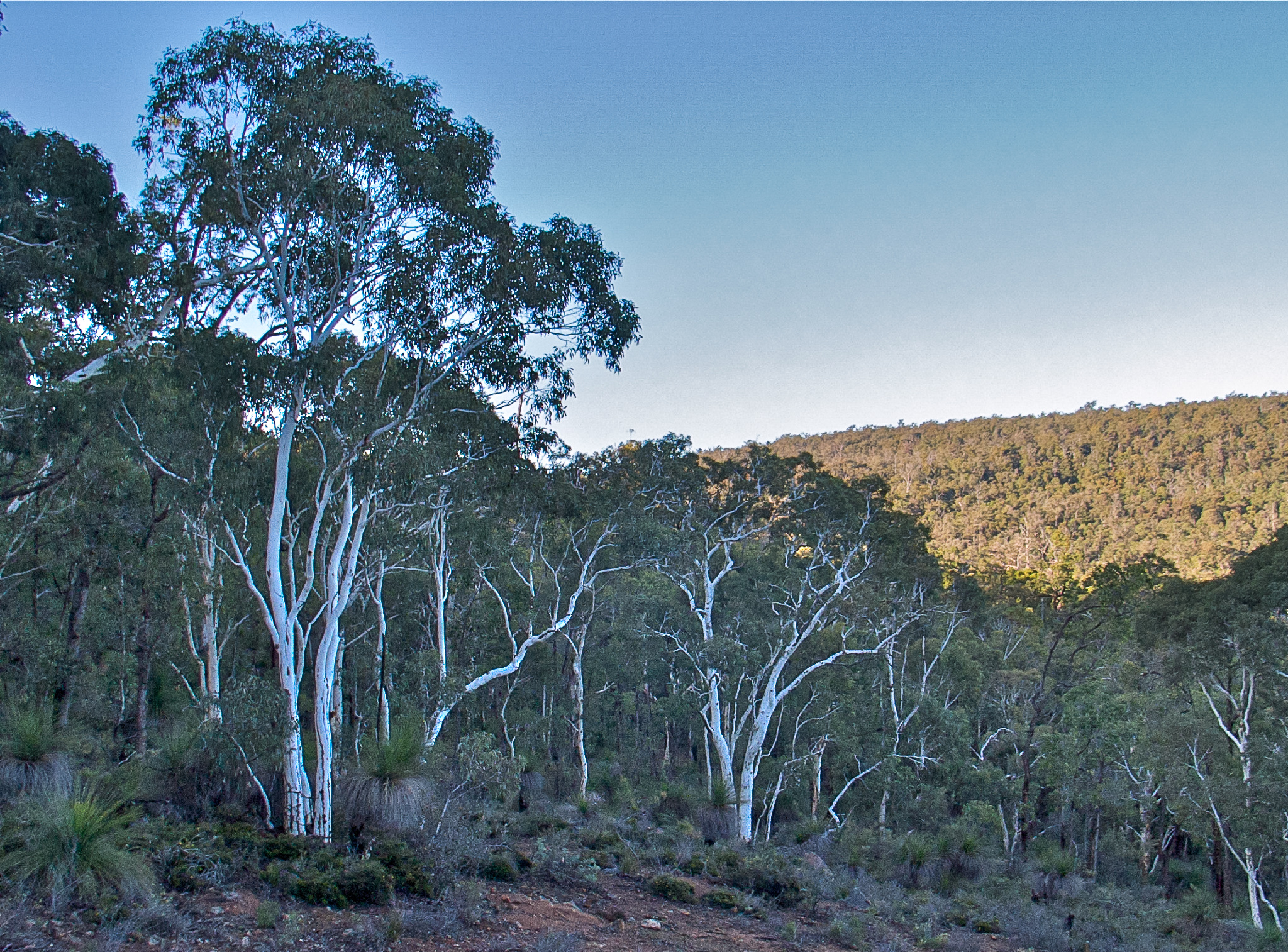 Eucalyptus laeliae DARLING RANGE GHOST GUM – Honkey Nuts
