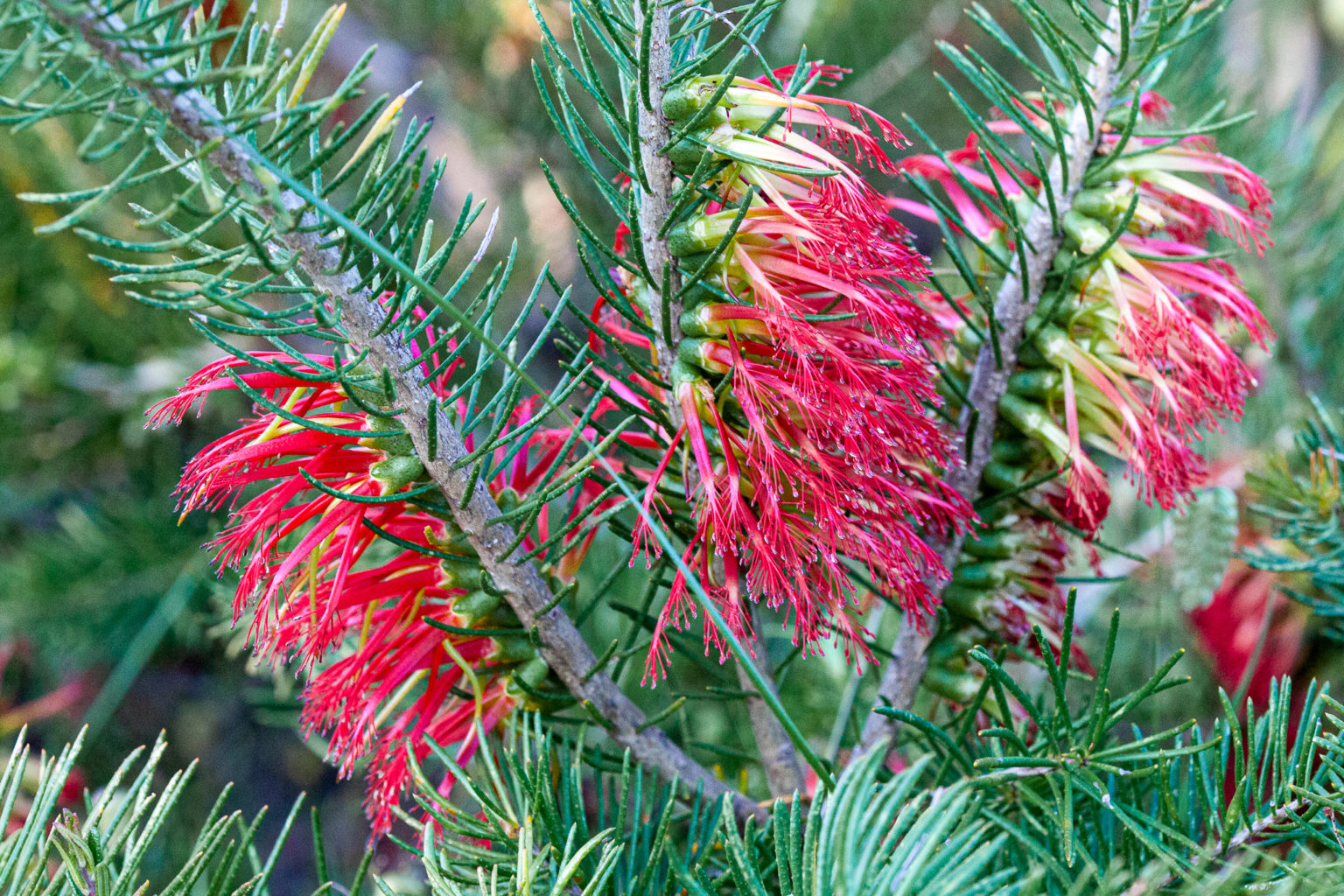 One-sided Bottlebrush (Calothamnus quadrifidus) – Honkey Nuts