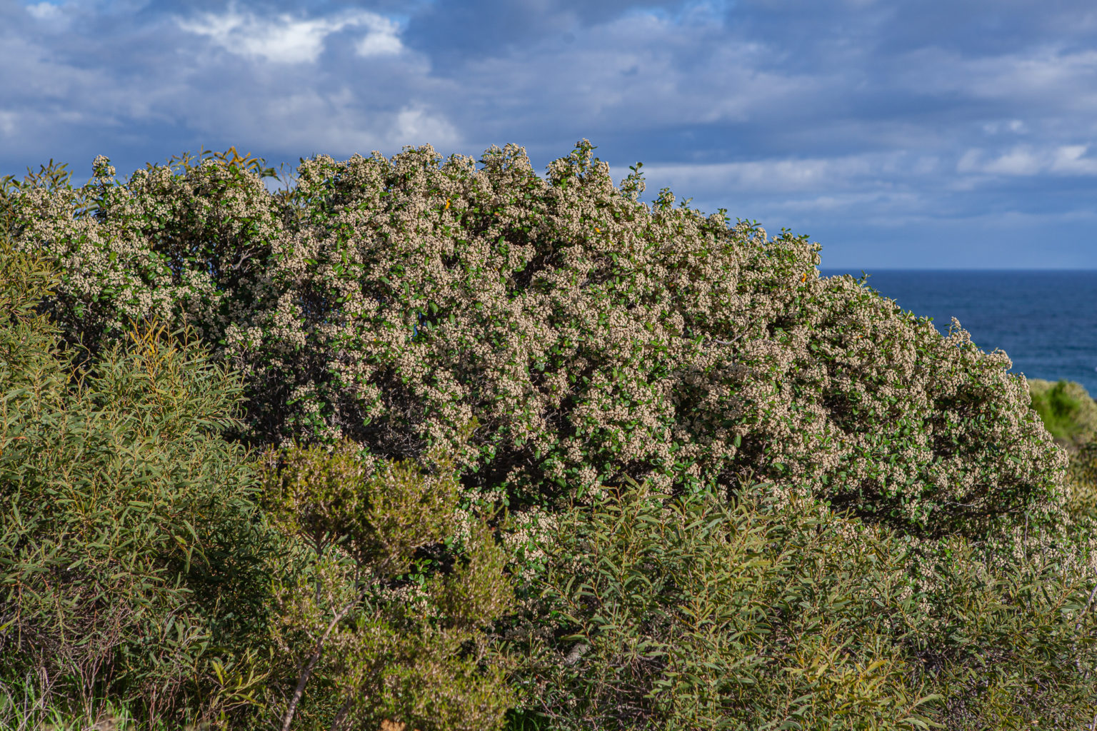Spyridium globulosum BASKET BUSH – Honkey Nuts