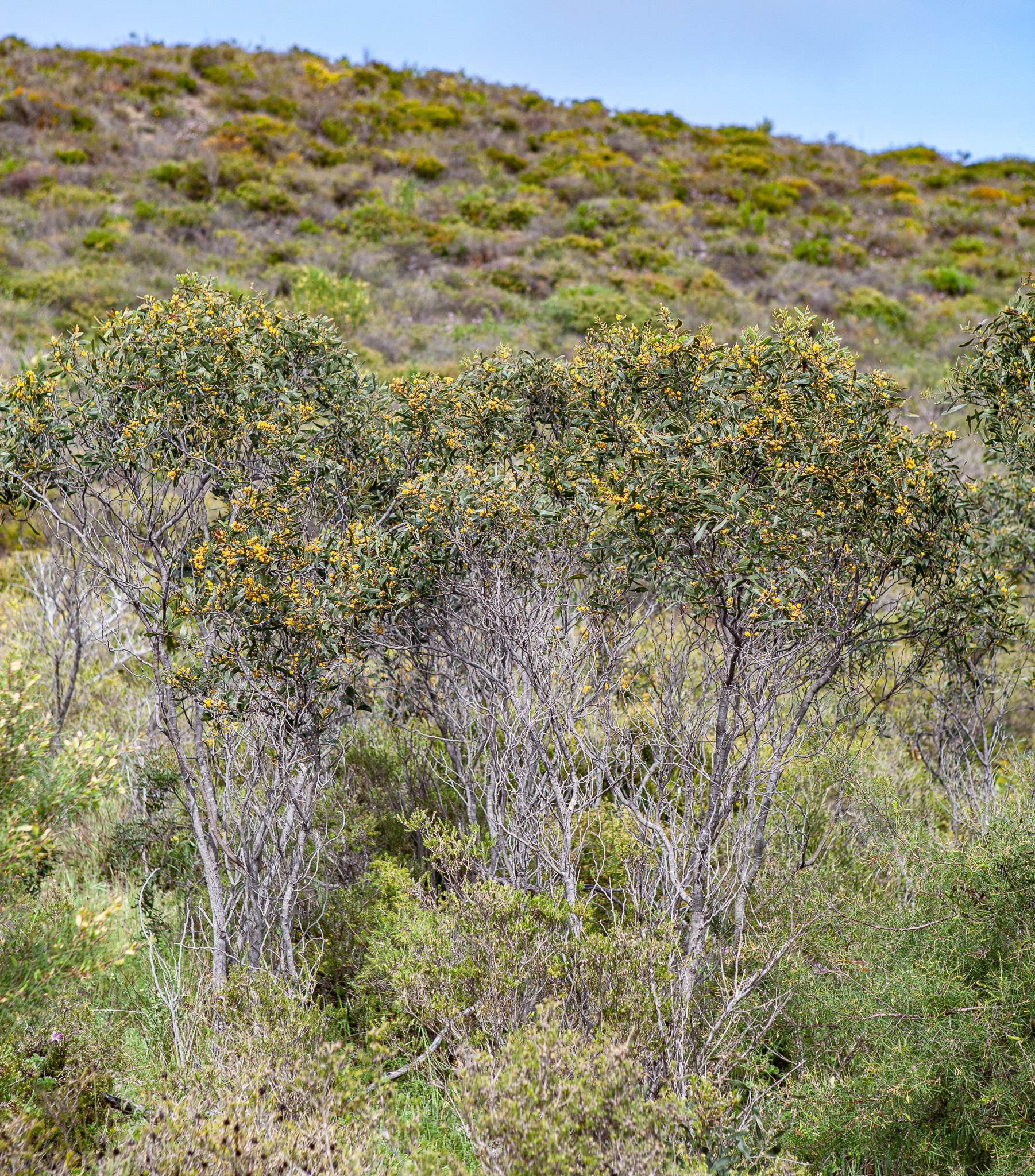 Summer-scented wattle (Acacia rostellifera) – Honkey Nuts