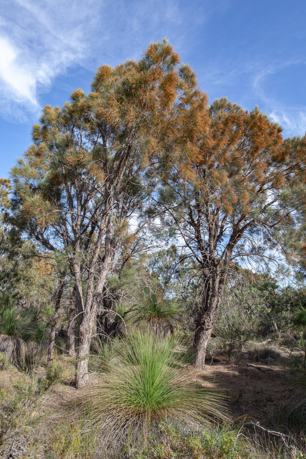 Common Sheoak (Allocasuarina fraseriana) – Honkey Nuts