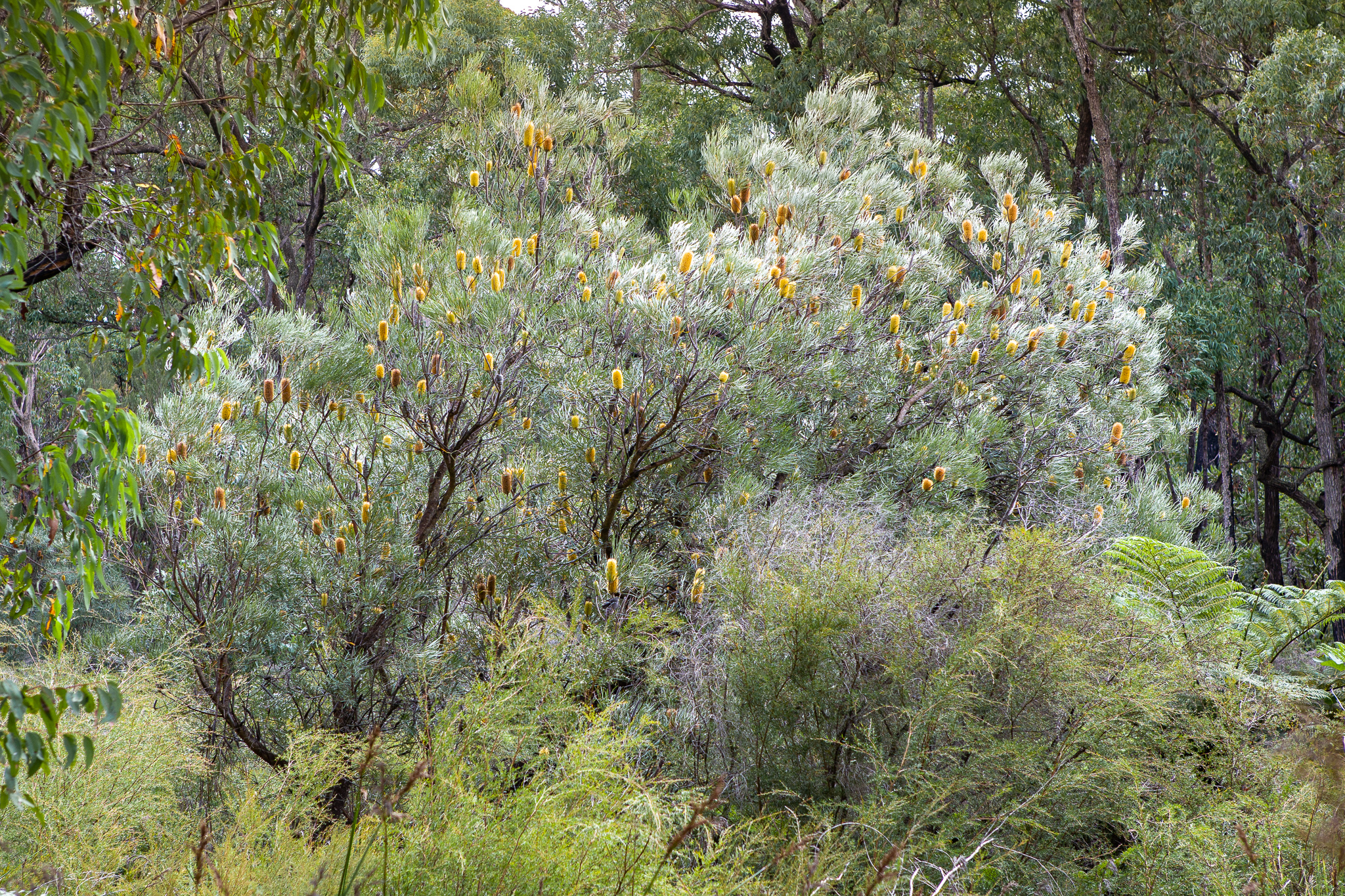 Swamp Banksia (Banksia littoralis) – Honkey Nuts