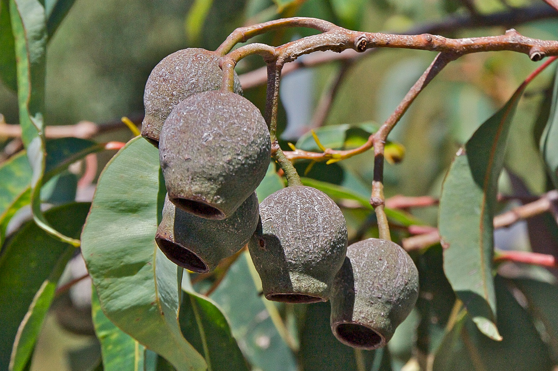 Marri / Red Gum (Corymbia calophylla) – Honkey Nuts