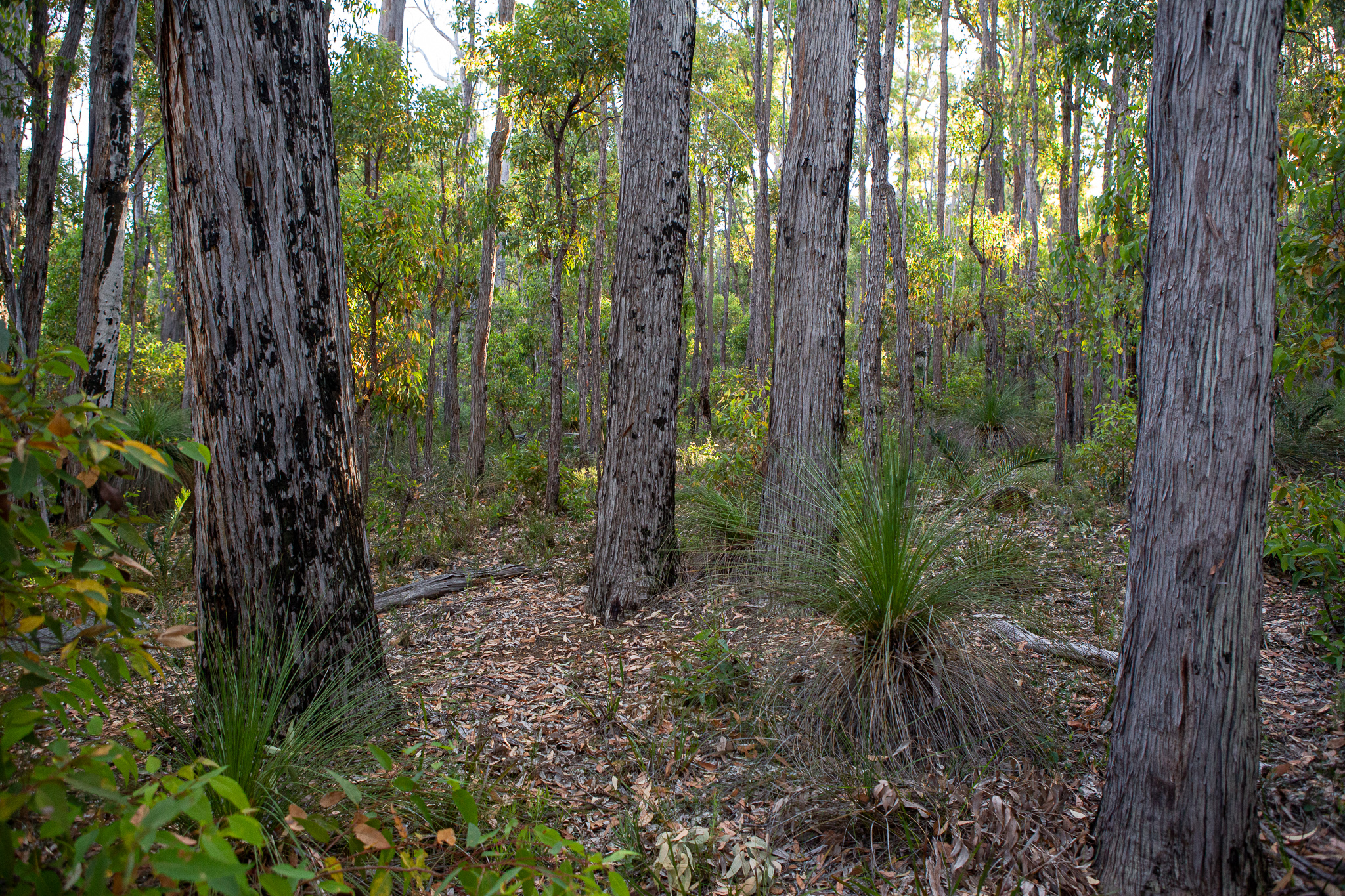 Jarrah (Eucalyptus marginata) – Honkey Nuts