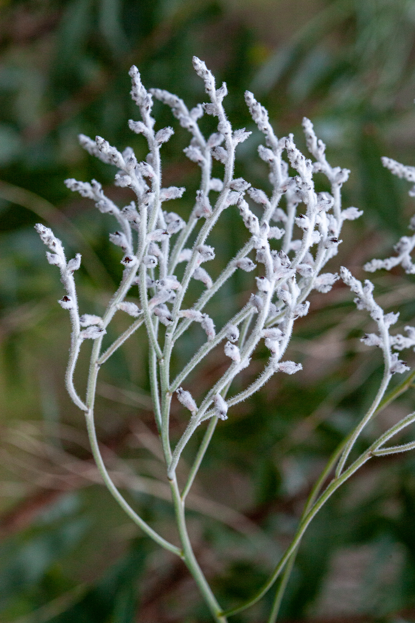 Tree Smokebush (Conospermum triplinervium) – Honkey Nuts