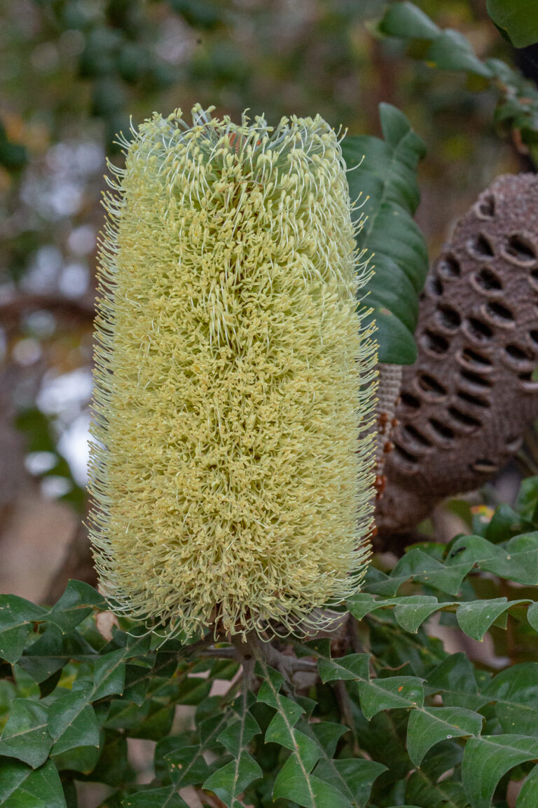 Bull Banksia (Banksia grandis) – Honkey Nuts