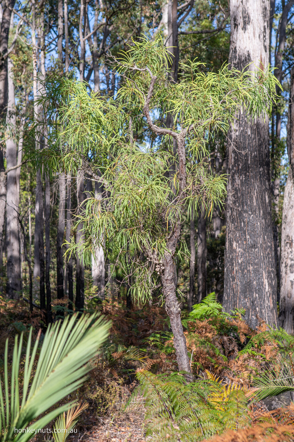 Upright Snottygobble (Persoonia longifolia) – Honkey Nuts