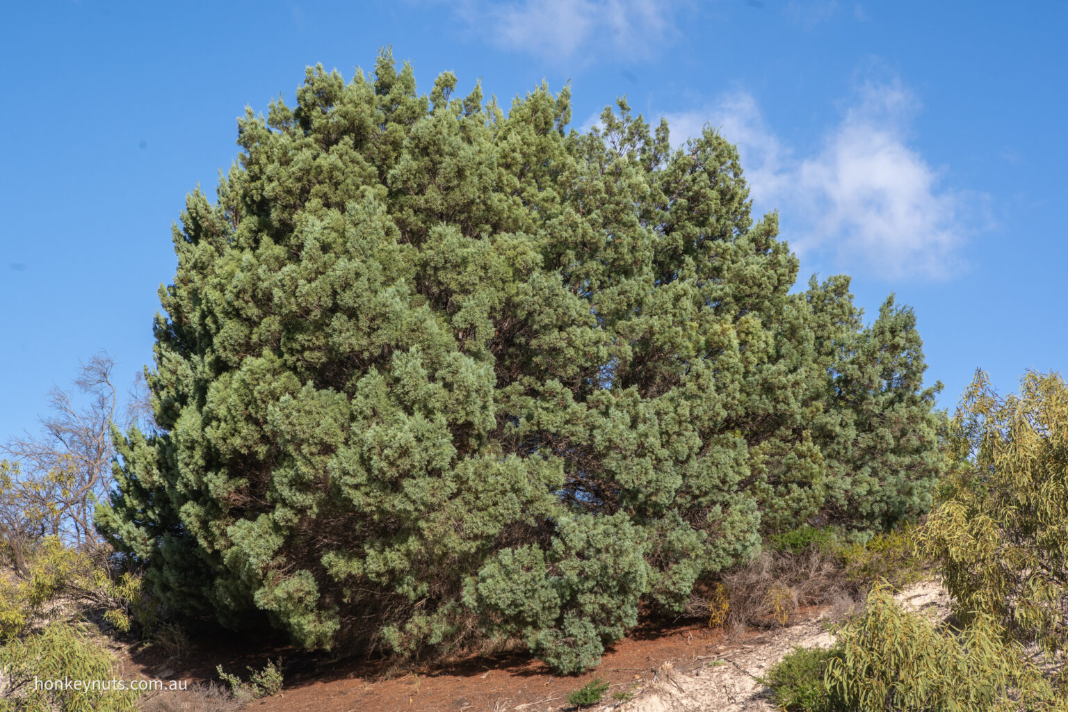 Callitris preissii ROTTNEST CYPRESS – Honkey Nuts