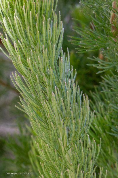 Common Woollybush (Adenanthos cygnorum) – Honkey Nuts