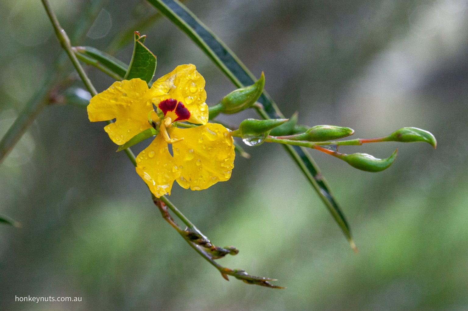 Honkey Nuts – Native Trees From Around Perth