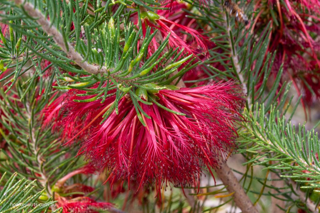 Calothamnus quadrifidus ONE-SIDED BOTTLEBRUSH – Honkey Nuts