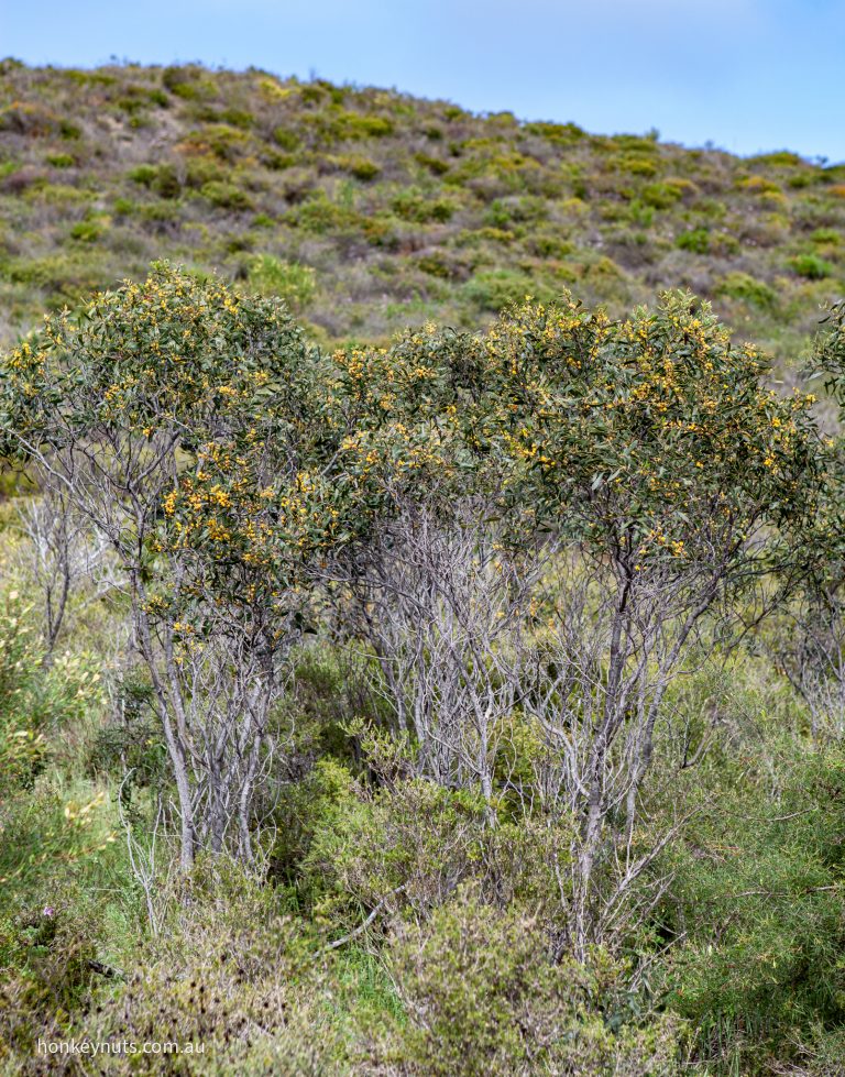 Acacia rostellifera SUMMER-SCENTED WATTLE – Honkey Nuts