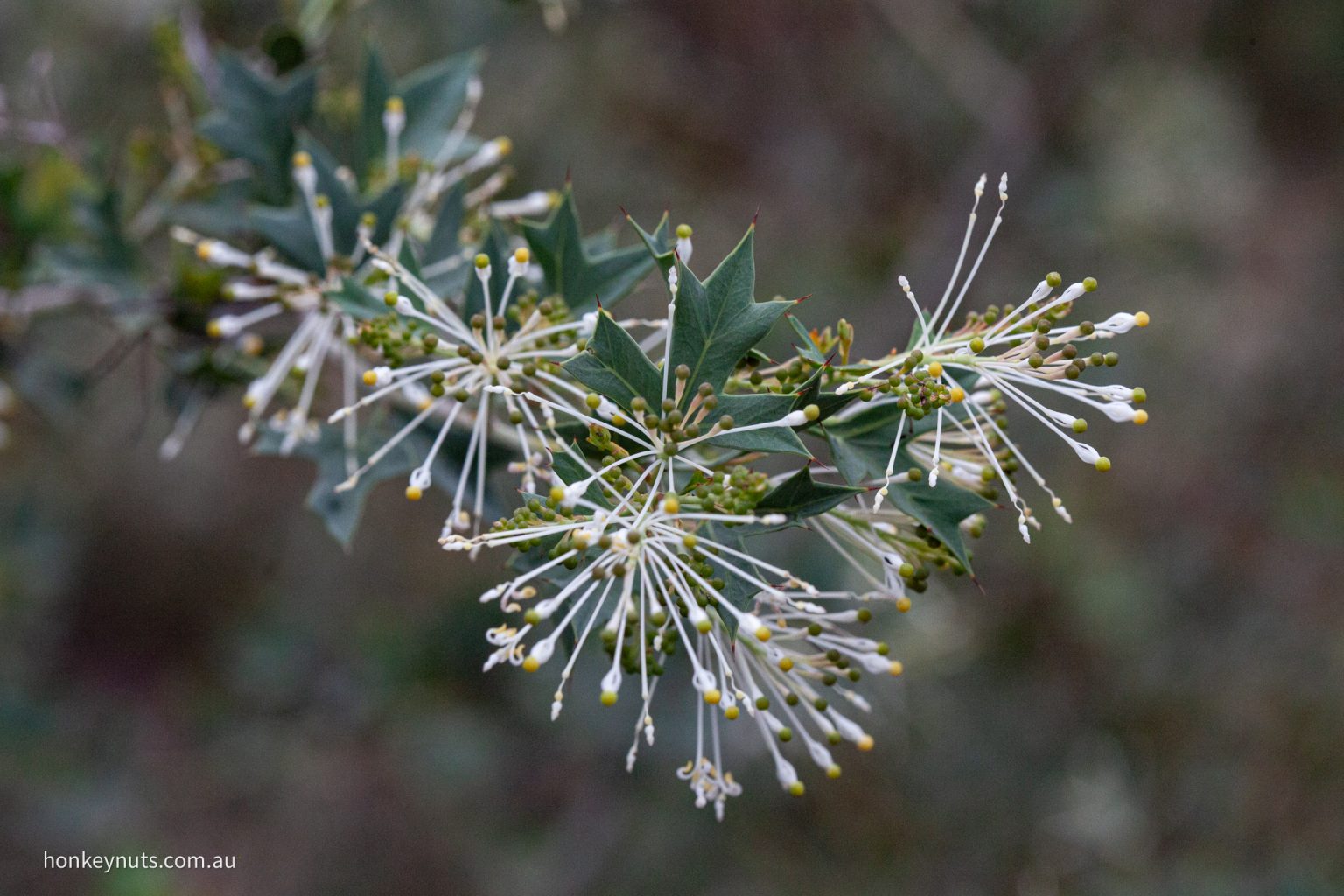 Tree Gallery – Honkey Nuts