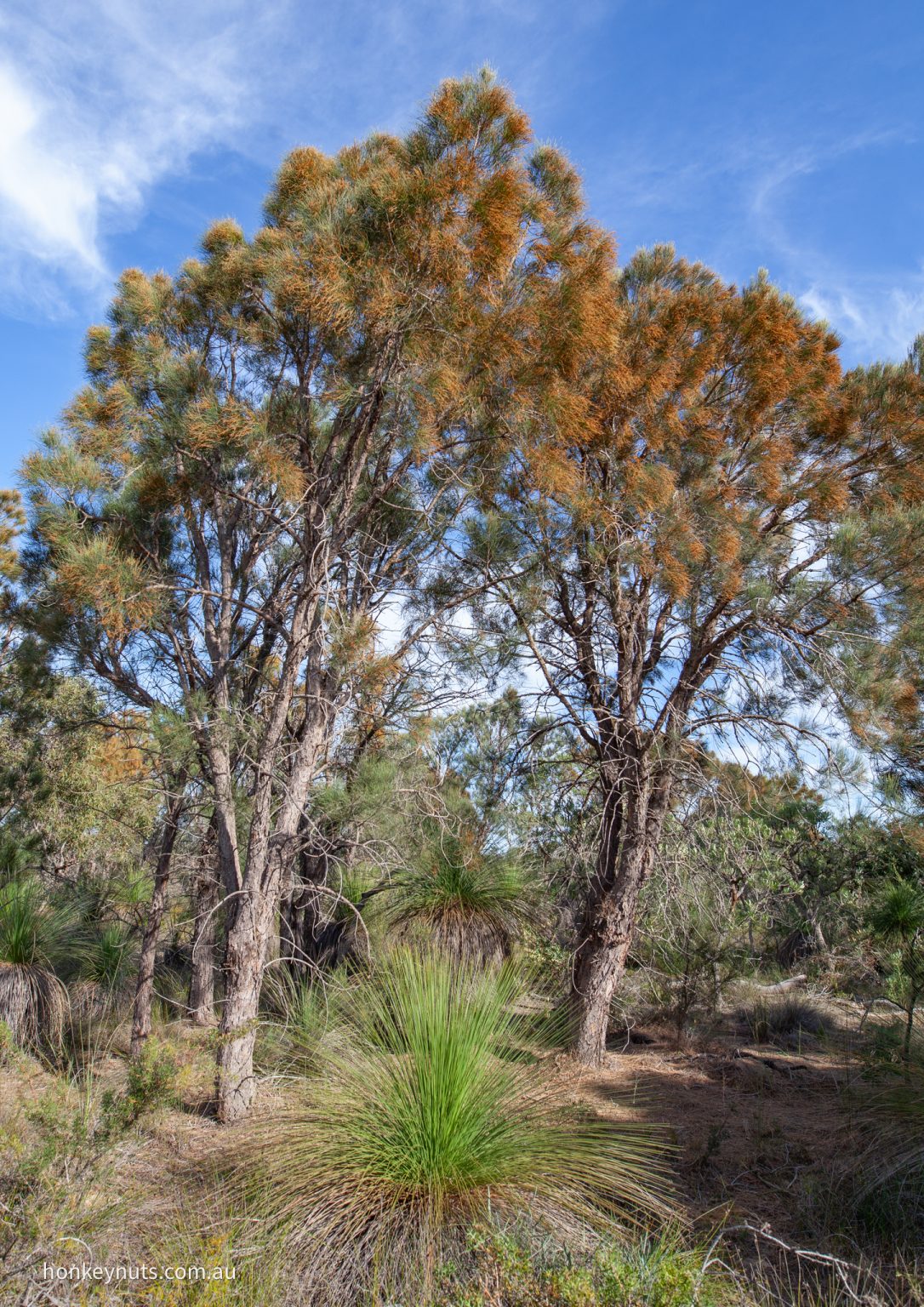 Common Sheoak (Allocasuarina fraseriana) – Honkey Nuts
