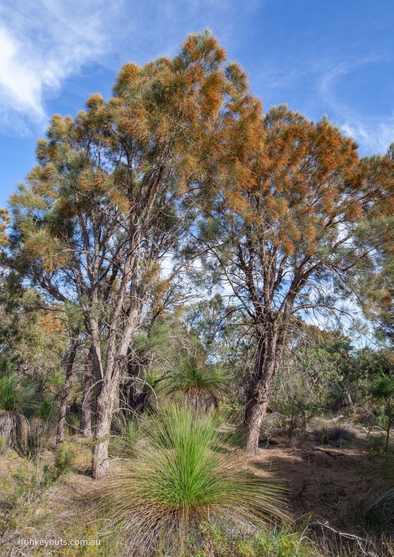 Allocasuarina – Honkey Nuts