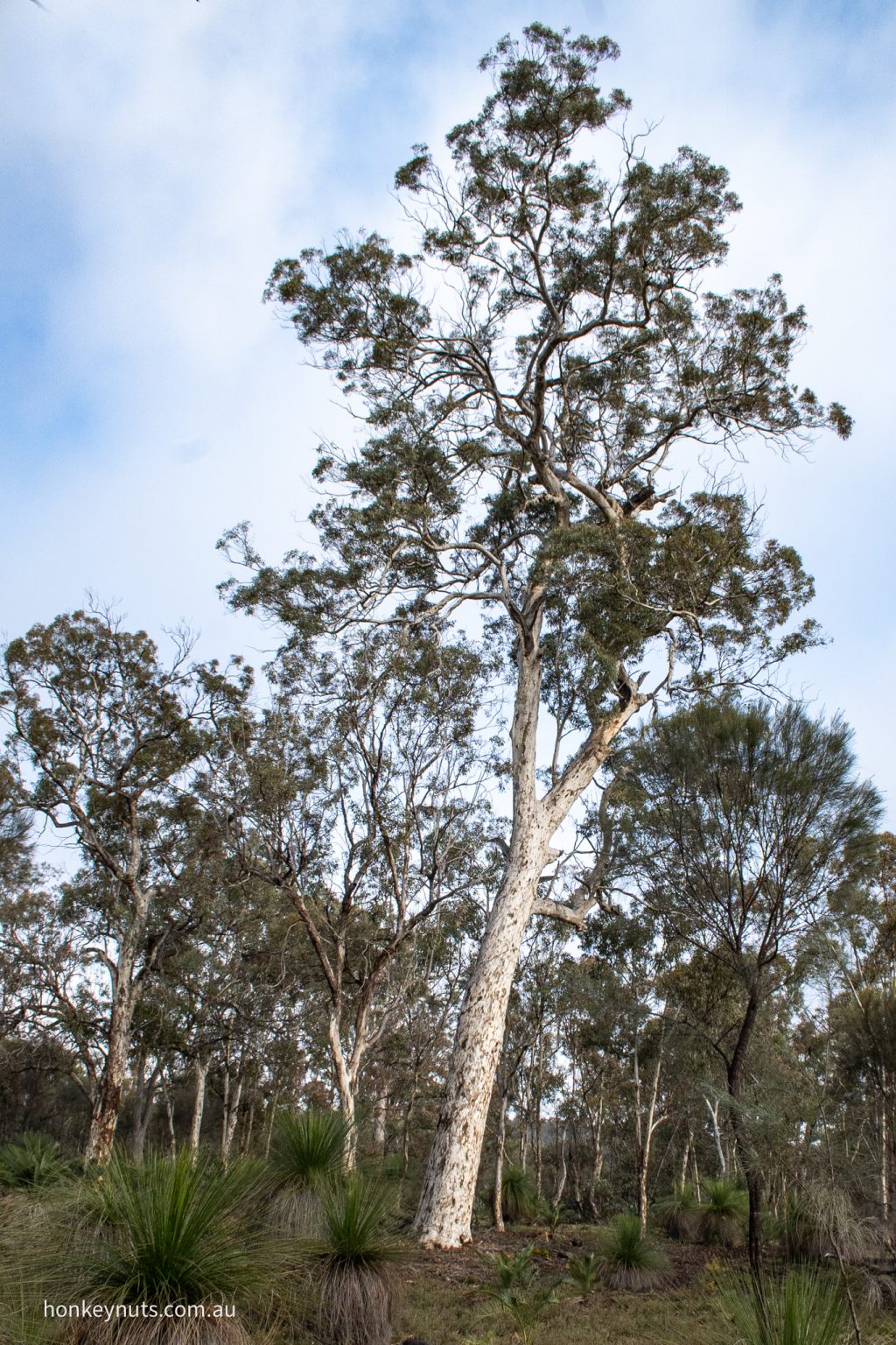 Wandoo, white gum (Eucalyptus wandoo) – Honkey Nuts