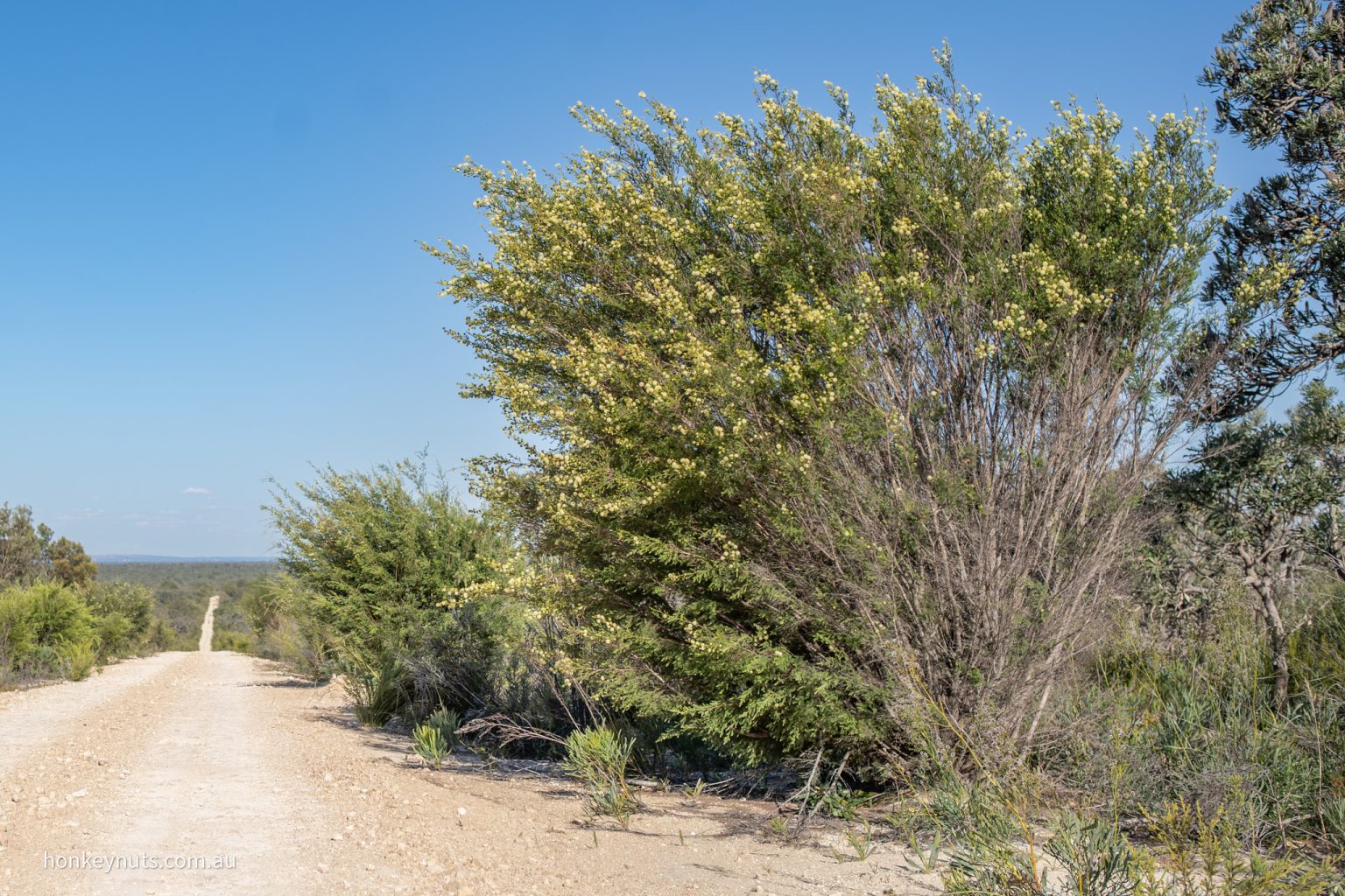 Spearwood (Kunzea glabrescens) – Honkey Nuts