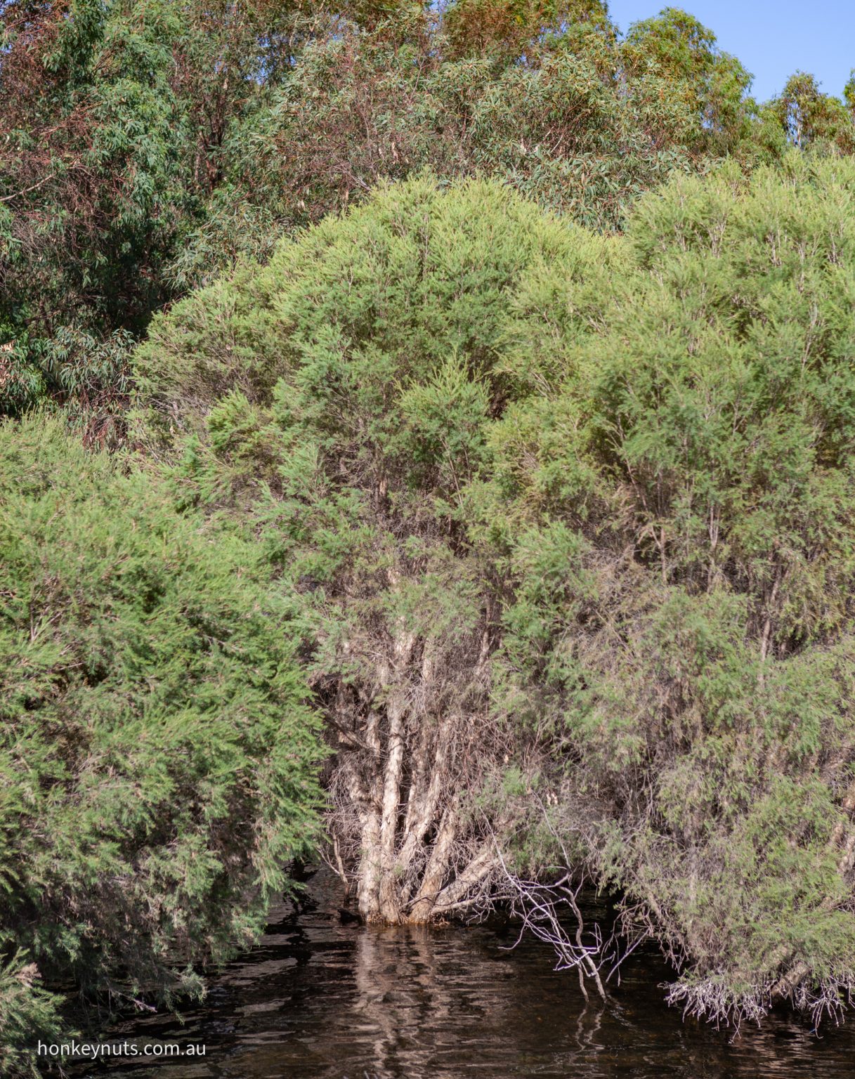 Melaleuca raphiophylla FRESHWATER PAPERBARK – Honkey Nuts