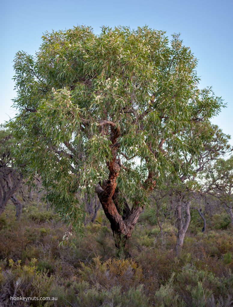 Pricklybark, Coastal Blackbutt (Eucalyptus todtiana) – Honkey Nuts