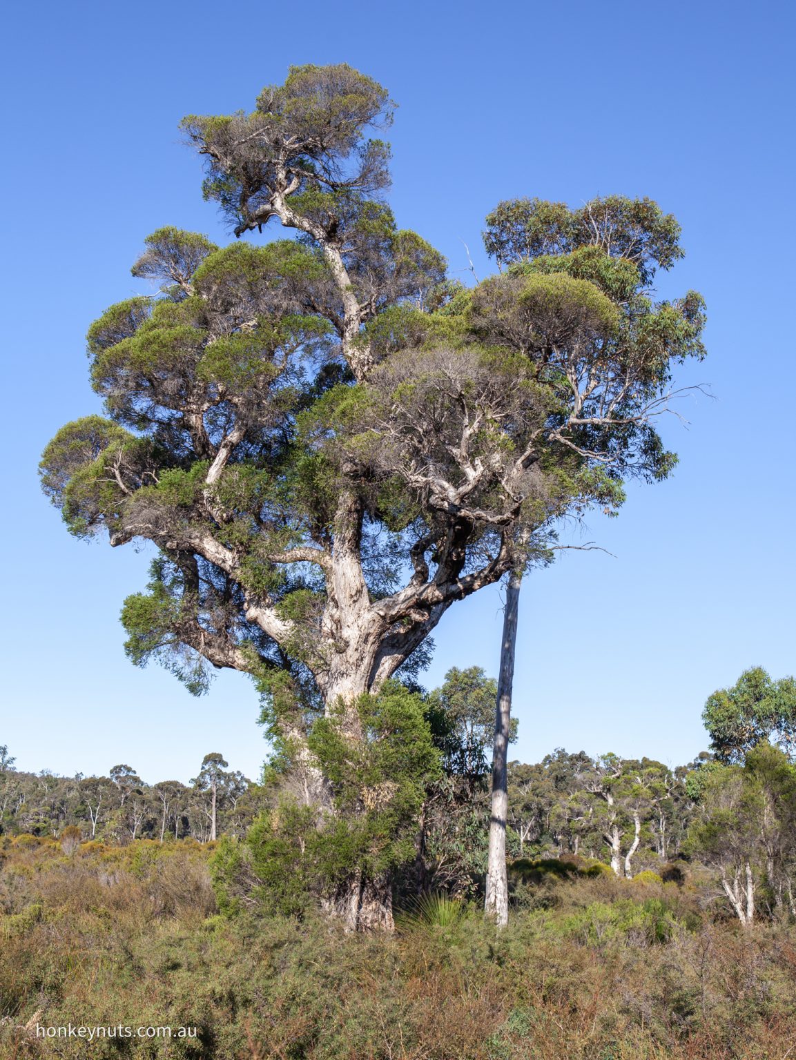 Stout Paperbark / Modong (Melaleuca preissiana) – Honkey Nuts