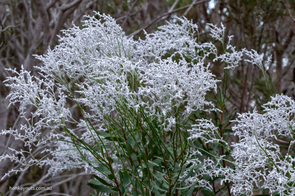 Conospermum triplinervium TREE SMOKEBUSH – Honkey Nuts