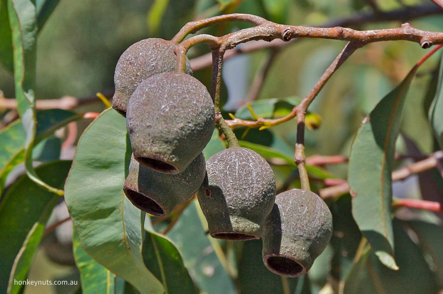 Marri / Red Gum (Corymbia calophylla) – Honkey Nuts