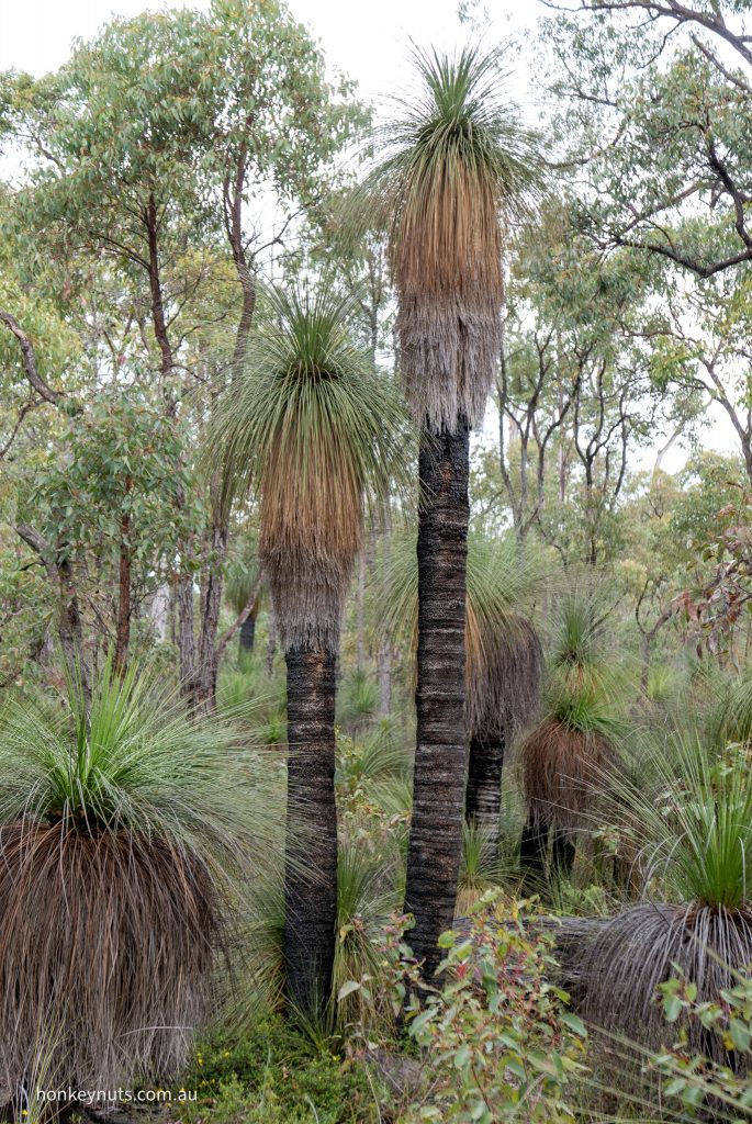 Kingia (Kingia australis) – Honkey Nuts